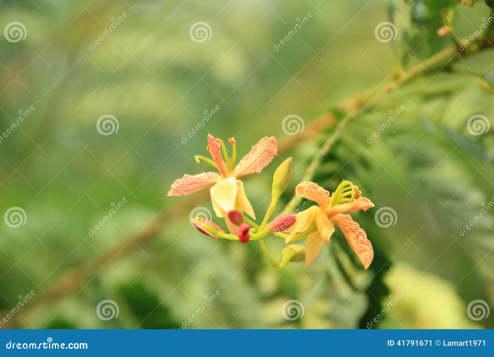 Tamarind flower stock image. Image of herbal, tamarindus - 41791671
