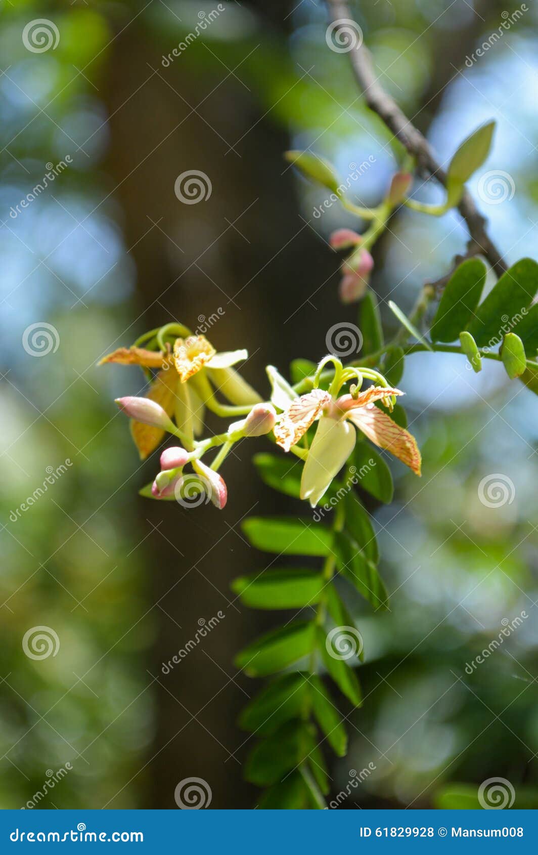 Tamarind flower stock photo. Image of tamarind, vegetable - 61829928
