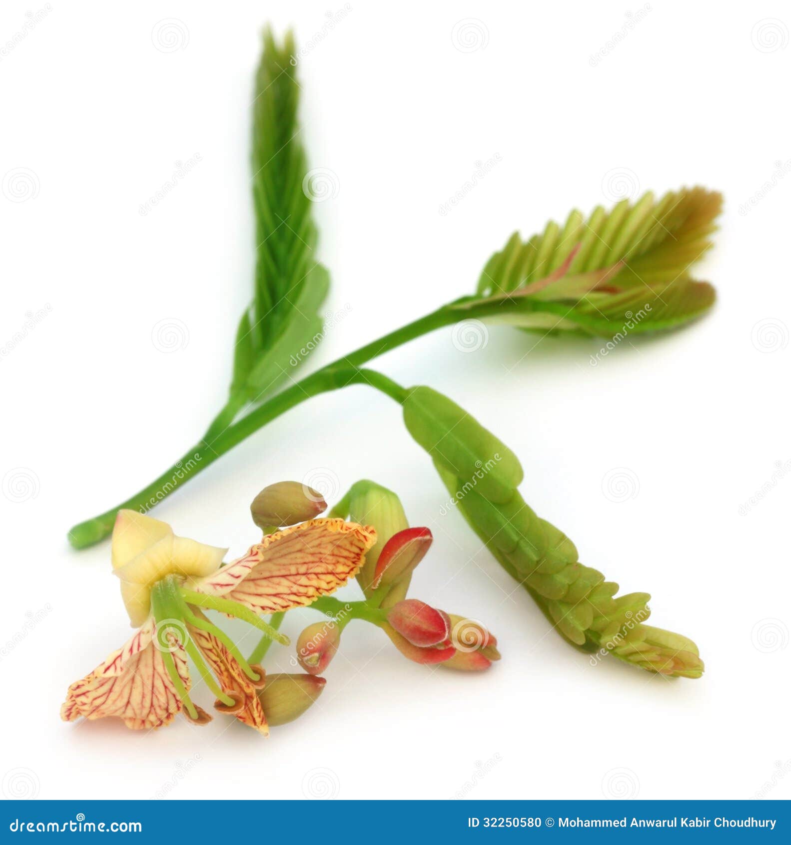 Tamarind Flower with Green Leaves Stock Photo - Image of asian, healthy ...
