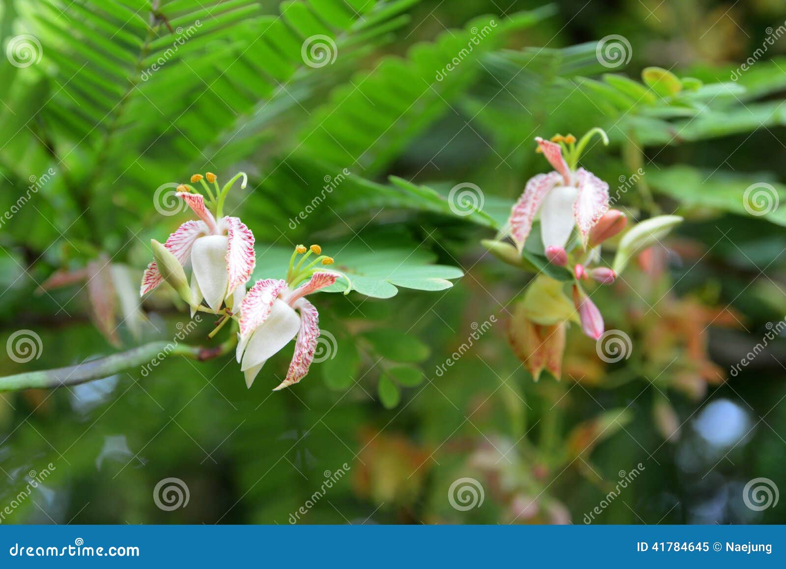 Tamarind flower stock image. Image of group, healthy - 41784645