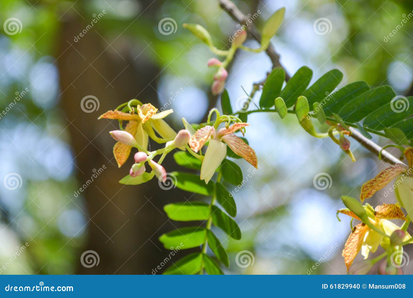 Tamarind flower stock photo. Image of agriculture, tamarindus - 61829940