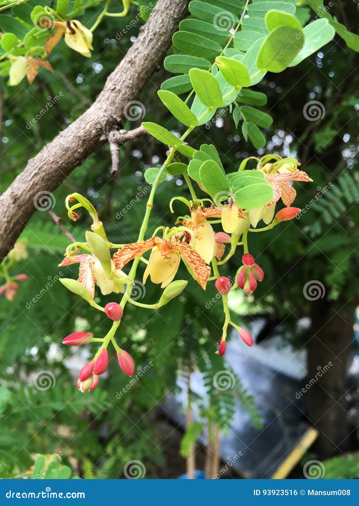 Tamarind flower stock photo. Image of floral, leaf, petal - 93923516