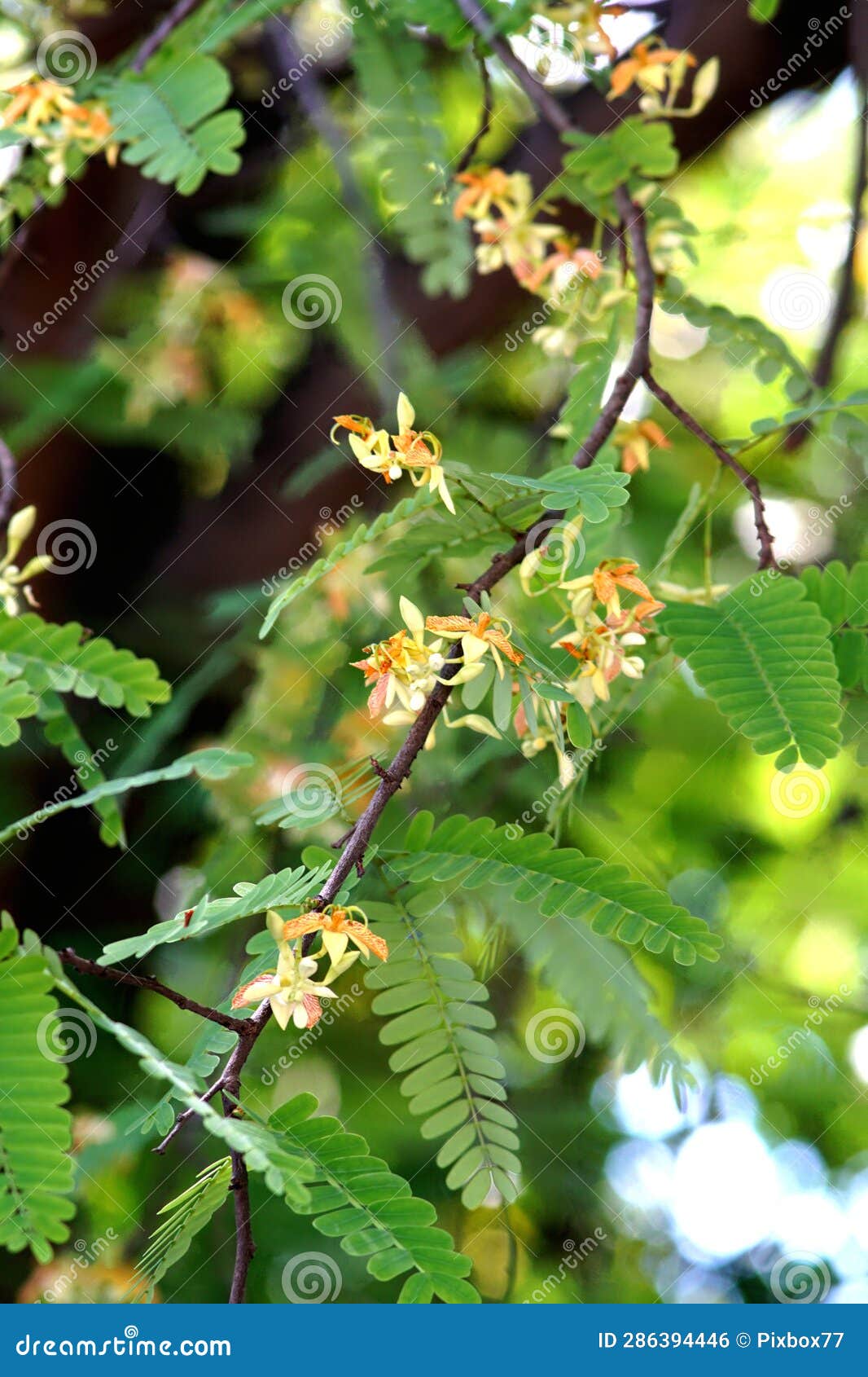 Tamarind Flowers Blossom at Tree, Close Up Shot Stock Photo - Image of ...