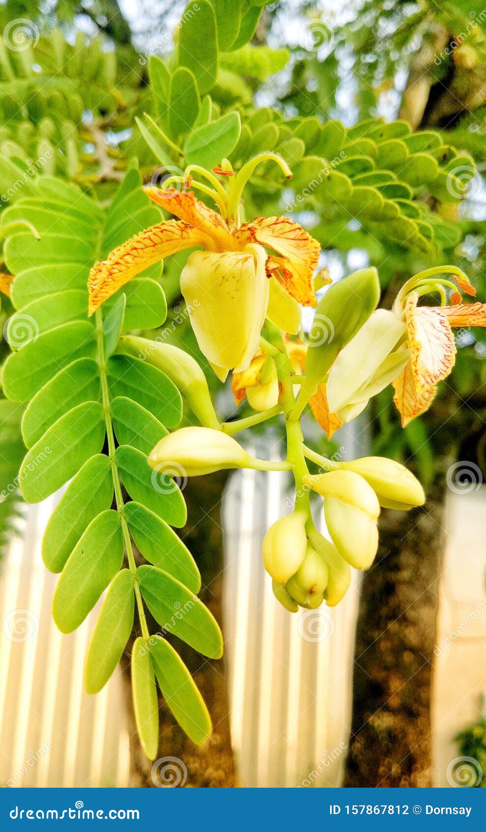 Tamarind Flowers and Green Tamarind Leaf Stock Photo - Image of tree ...