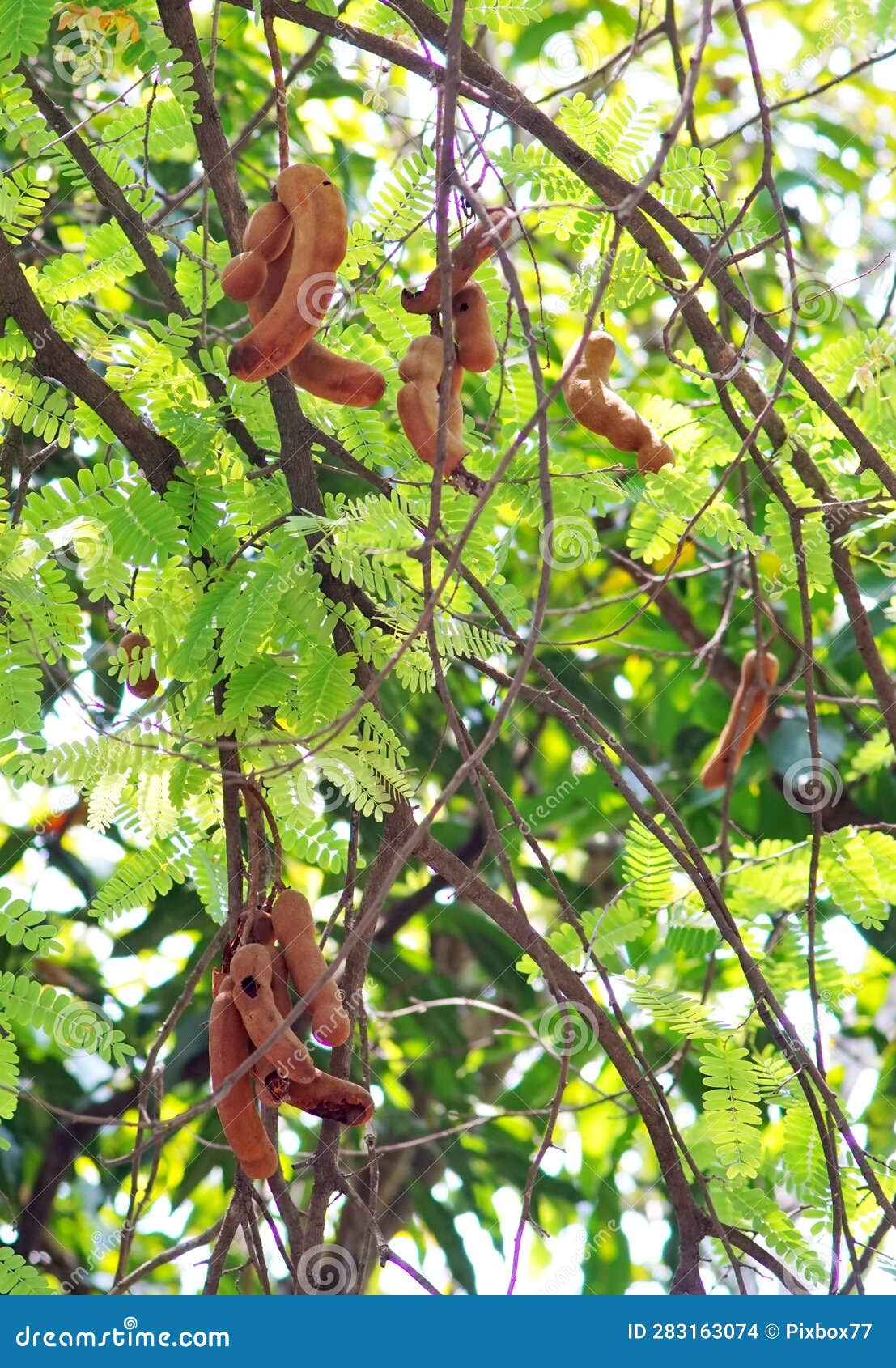 Tamarind Fruit and Leaf, Ingredient for Thai Cuisine Stock Photo ...