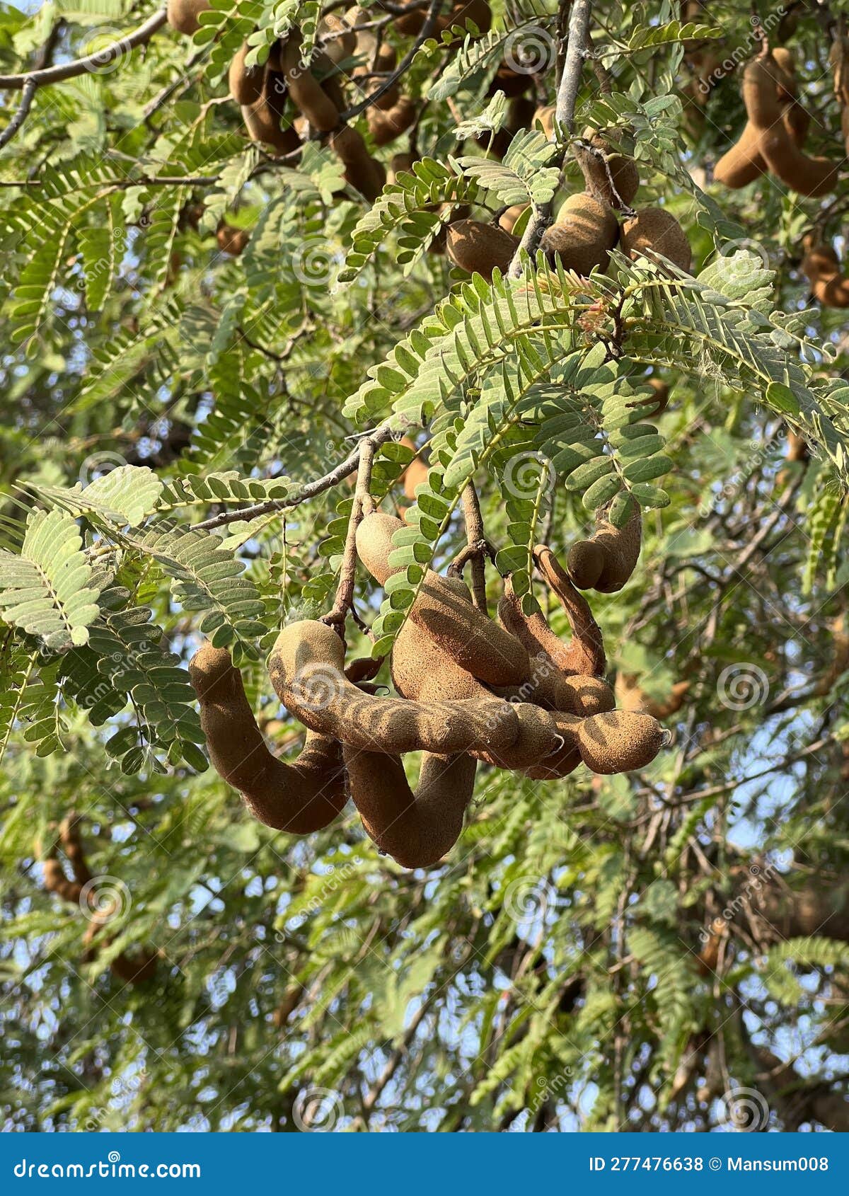 Tamarind Fruit in Nature Garden Stock Photo - Image of branch, tamarind ...