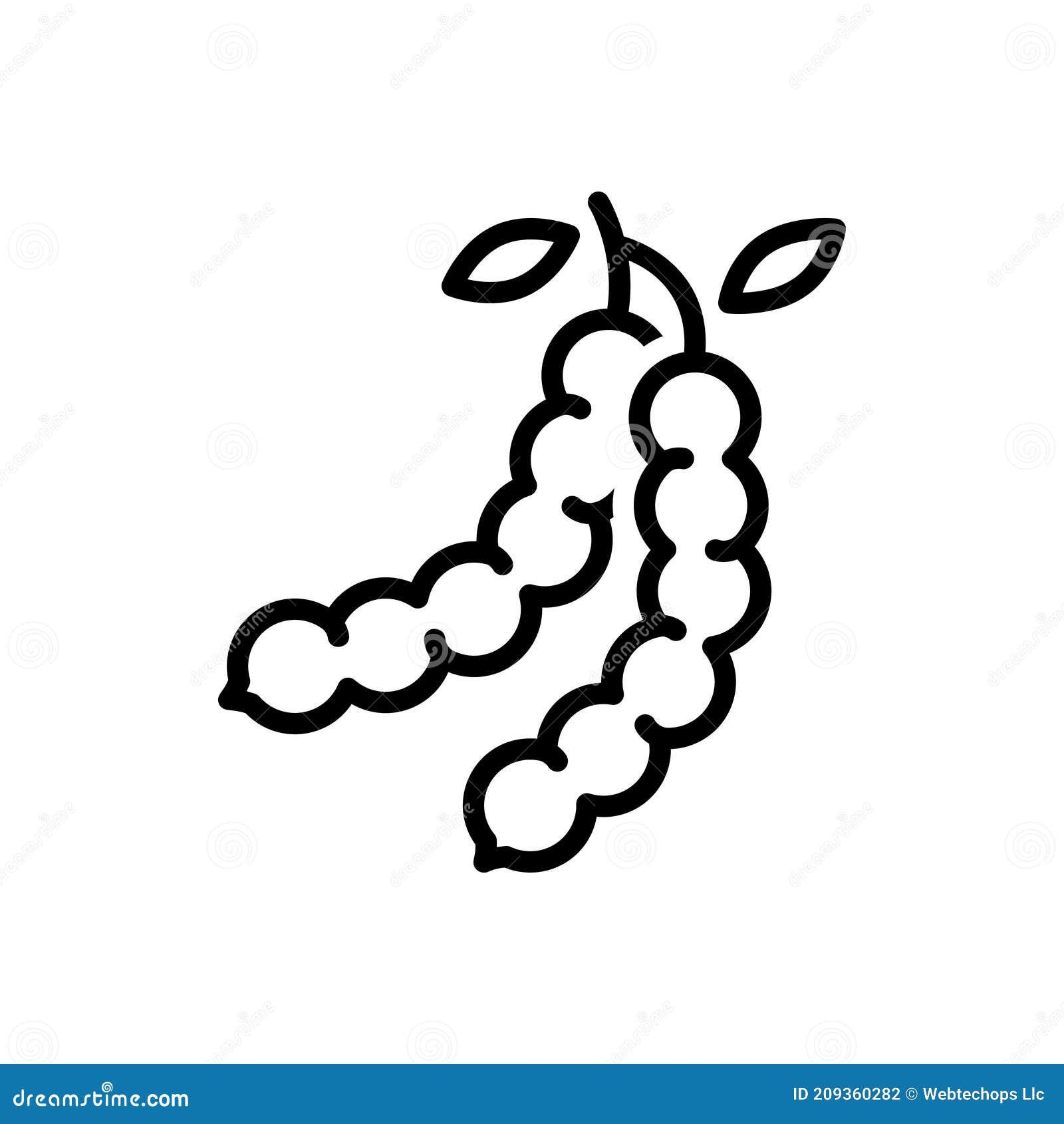 Tamarind Line Art And Color Hand-drawn Vector Illustration. Rough ...