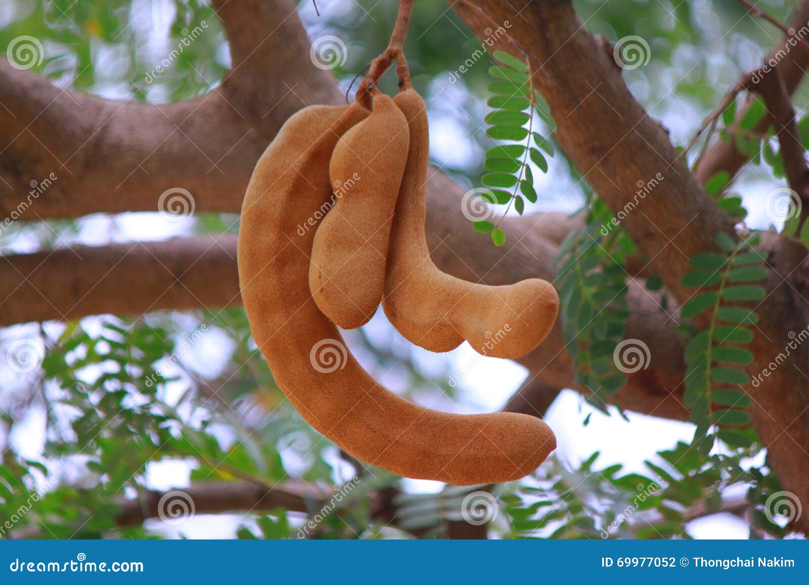 7,085 Sour Tamarind Stock Photos - Free & Royalty-Free Stock Photos ...