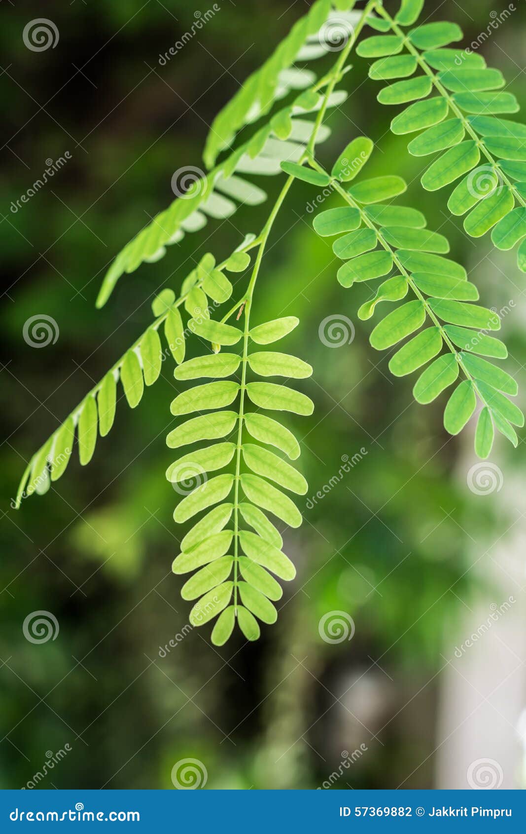 Tamarind leaf close up stock photo. Image of fruit, food - 57369882