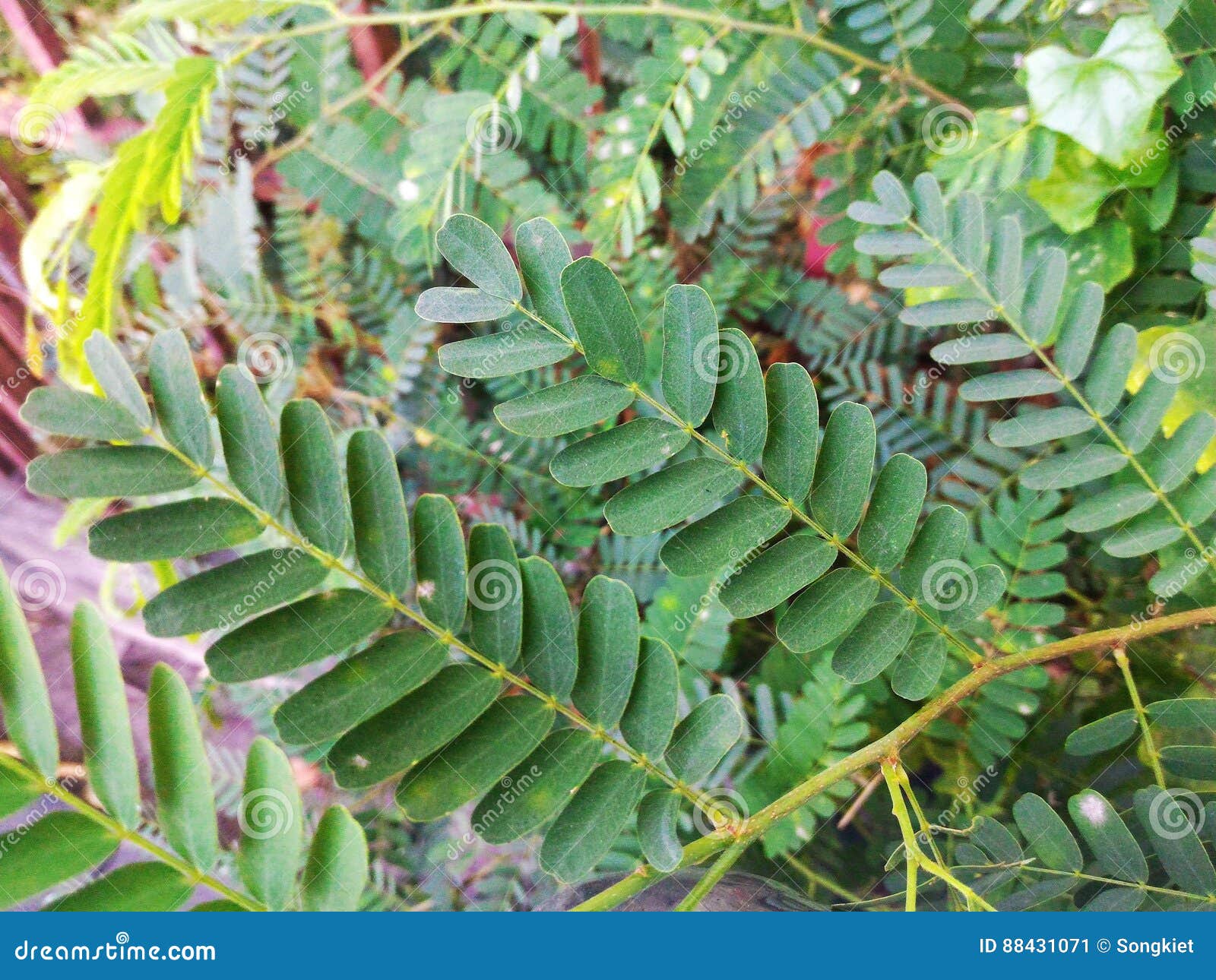 Tamarind Leaf stock image. Image of close, plants, leaf - 88431071