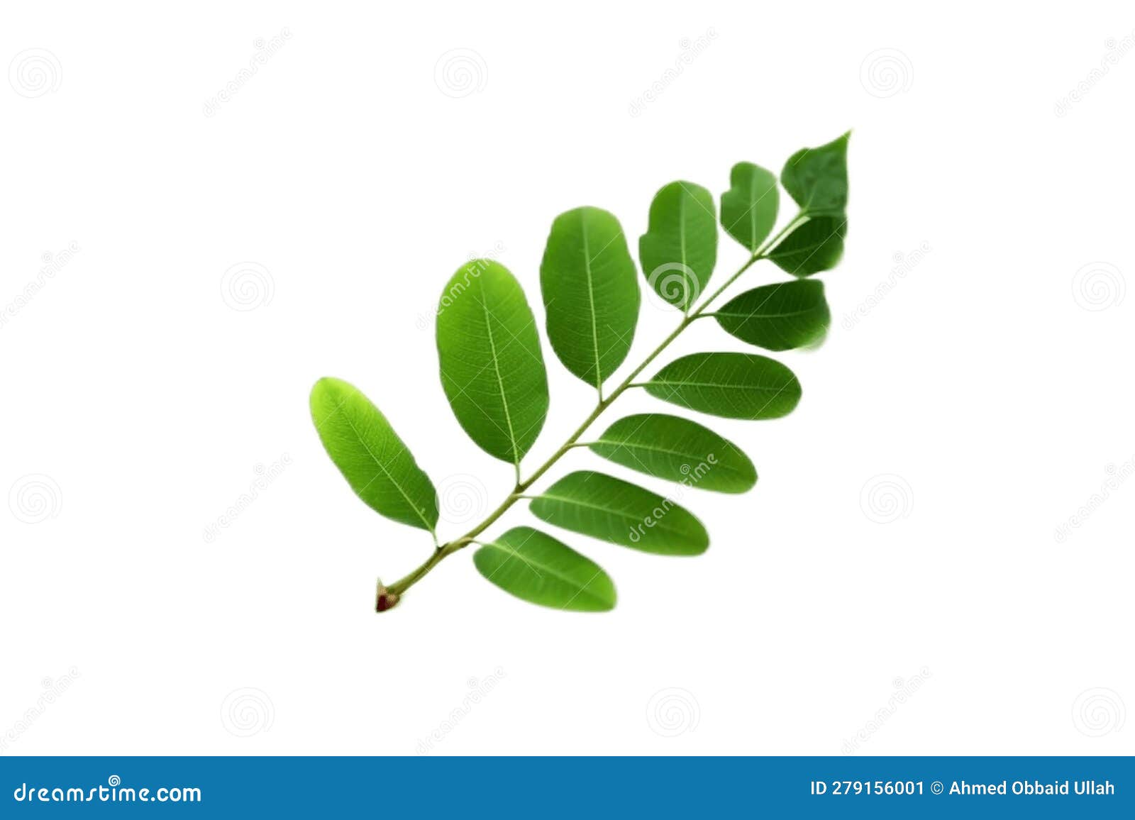 Tamarind Leaf Isolated on Transparent Background, Generative Ai Stock ...