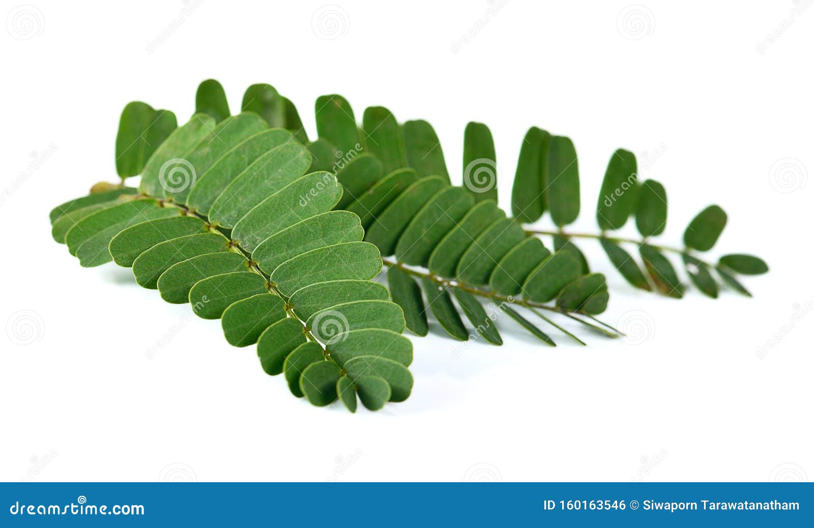 Tamarind Leaf Royalty-Free Stock Photography | CartoonDealer.com #48445241
