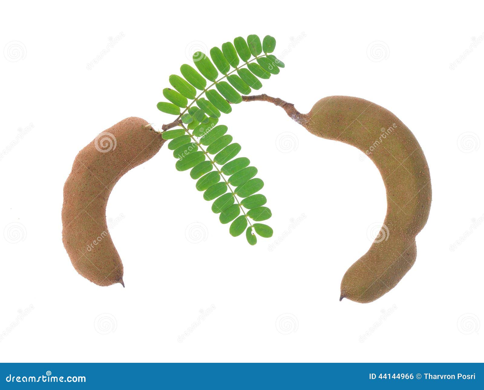 Tamarind with Leaf Isolated on White Background Stock Photo - Image of ...