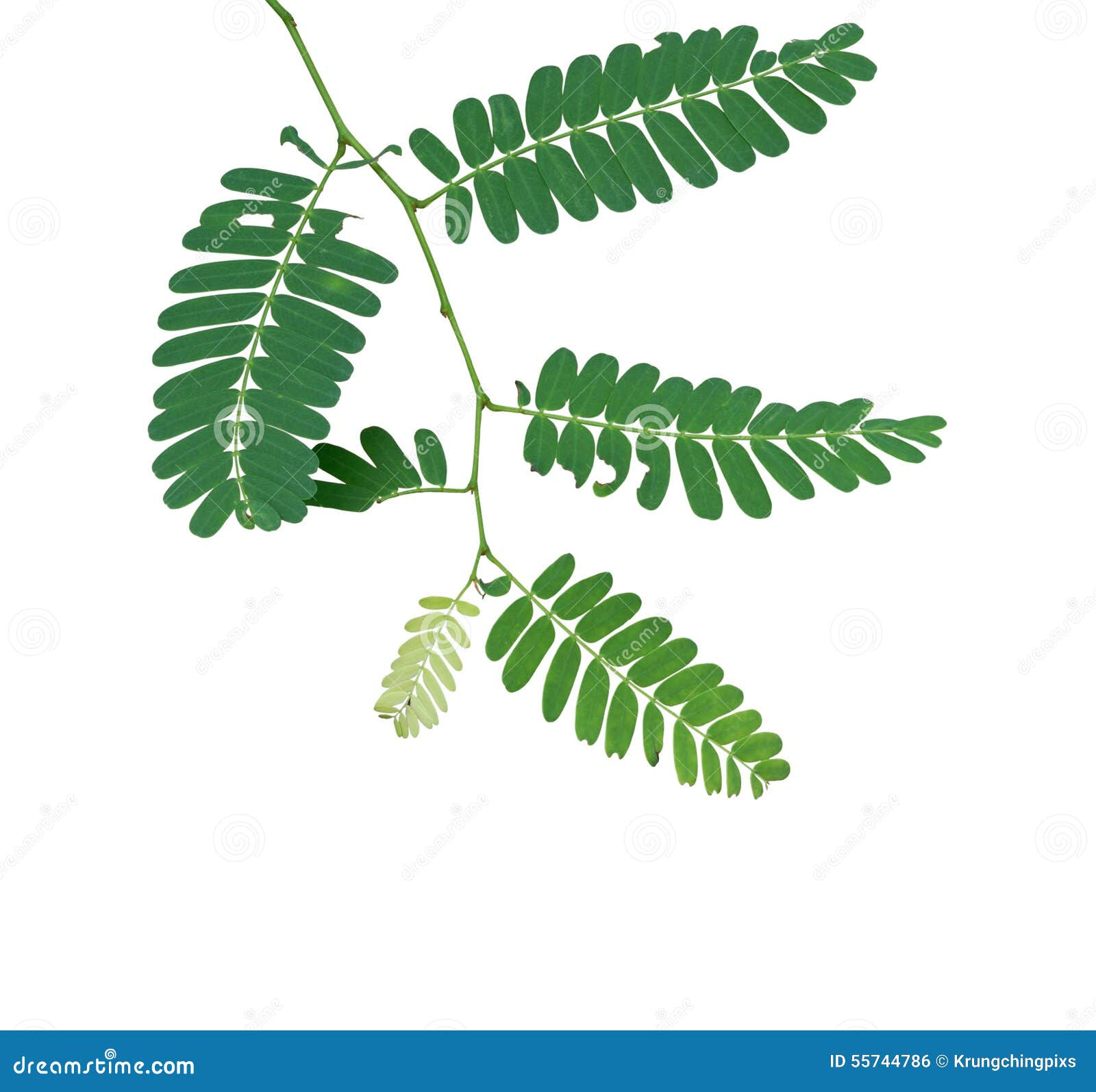 Tamarind leaf stock photo. Image of leaf, young, pattern - 55744786