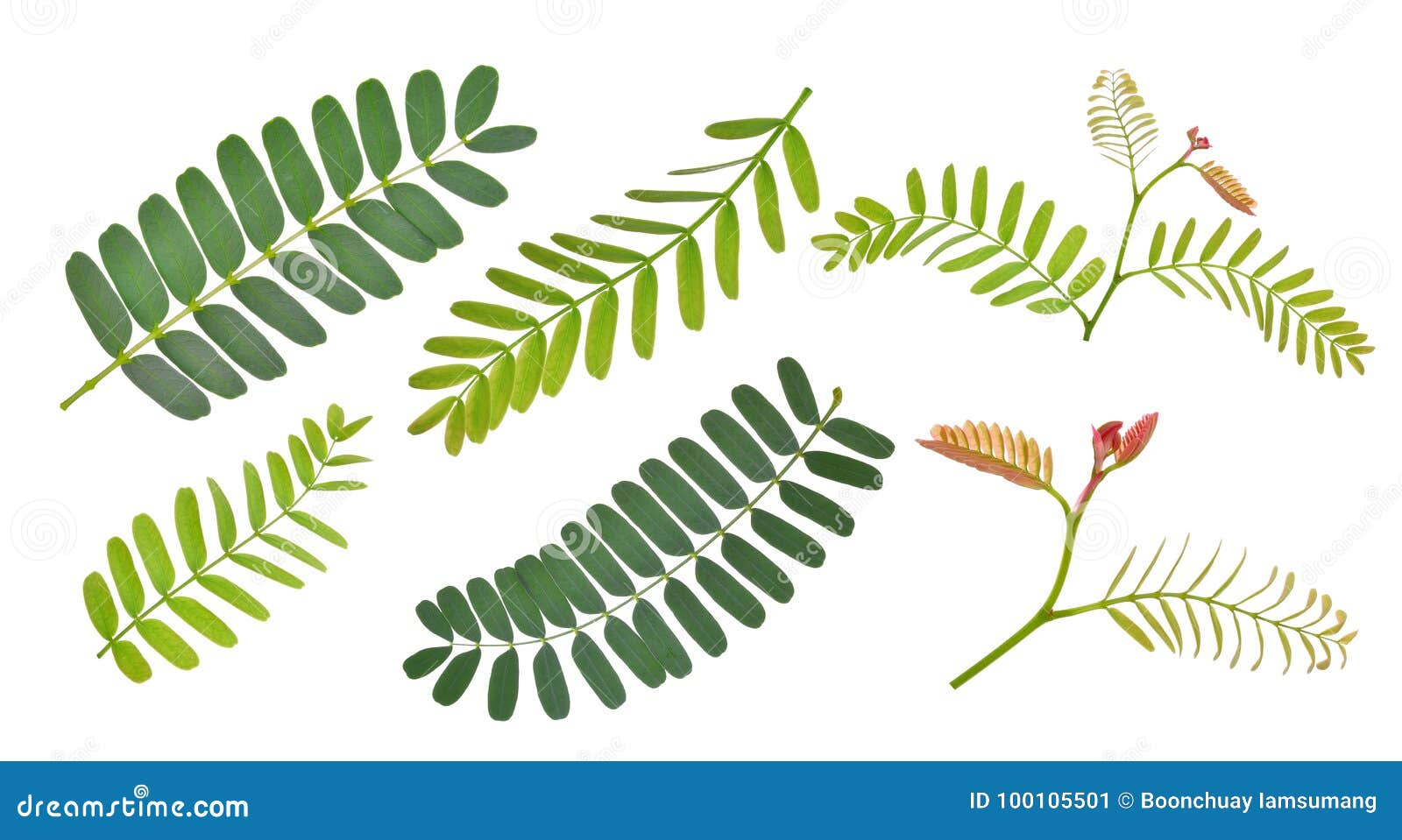 Tamarind Leaf Isolated on White Stock Image - Image of dessert ...