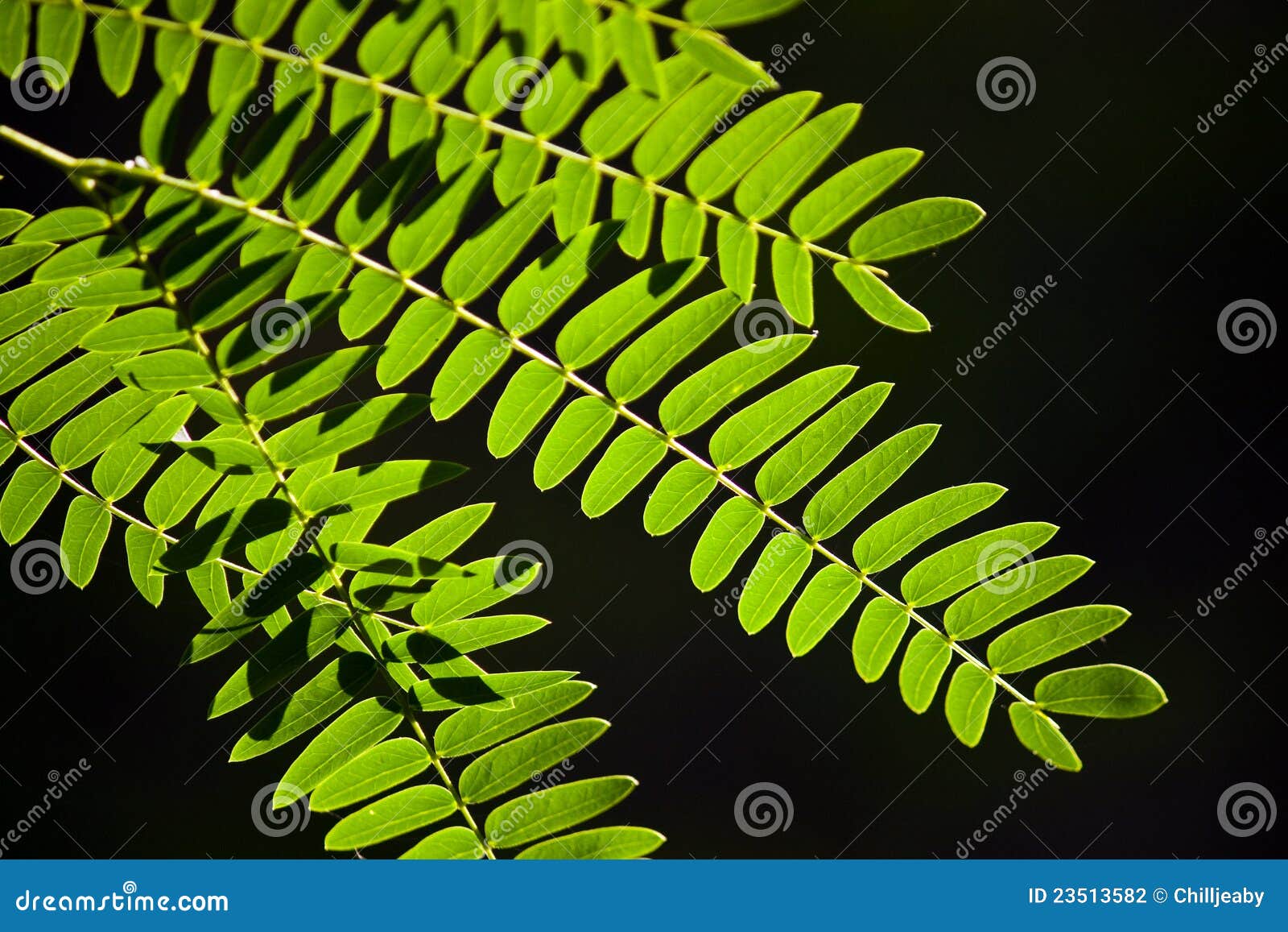Tamarind Leaves stock photo. Image of summer, botanical - 23513582