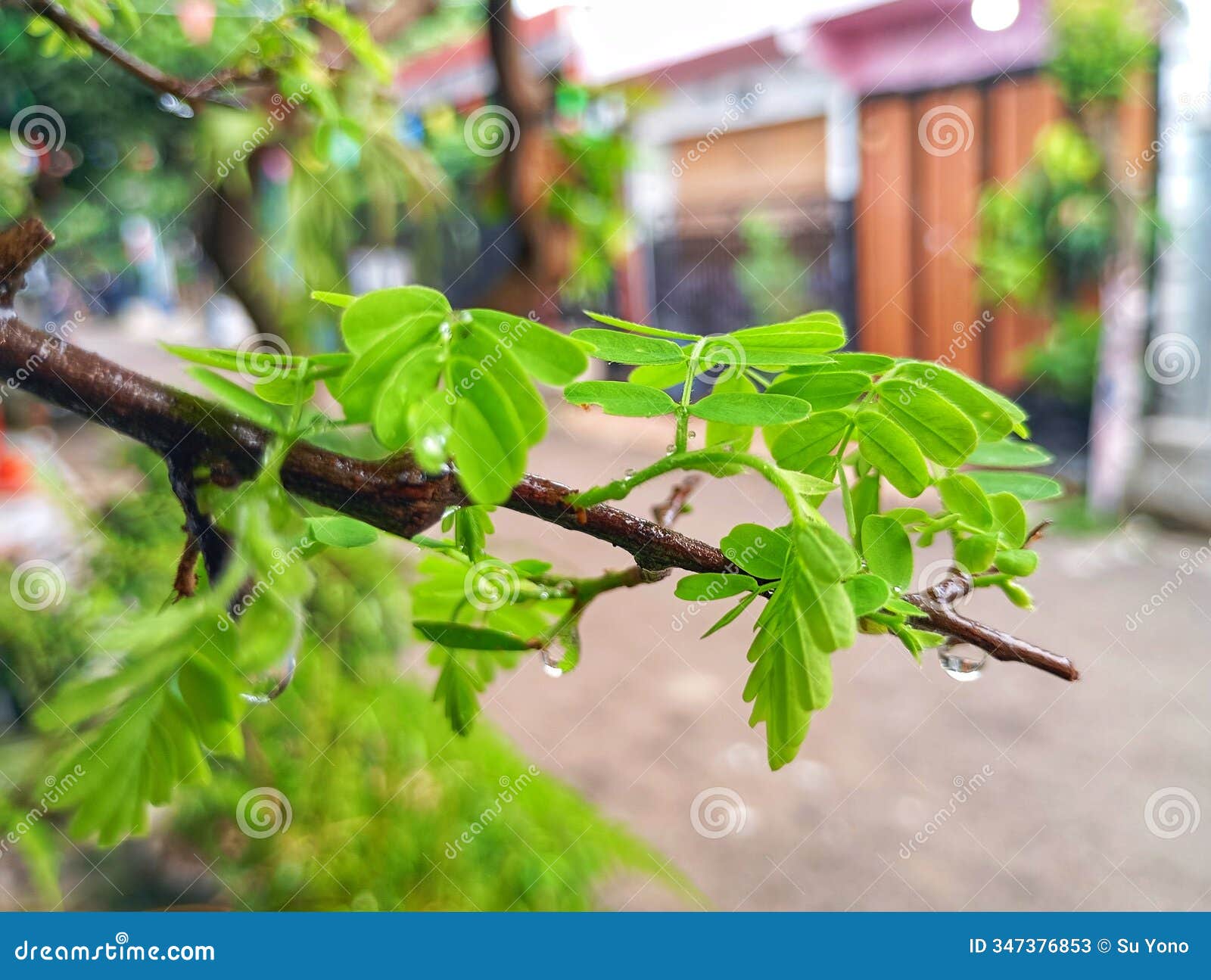 Tamarind Leaves Also Have Antiseptic Properties Stock Image - Image of ...