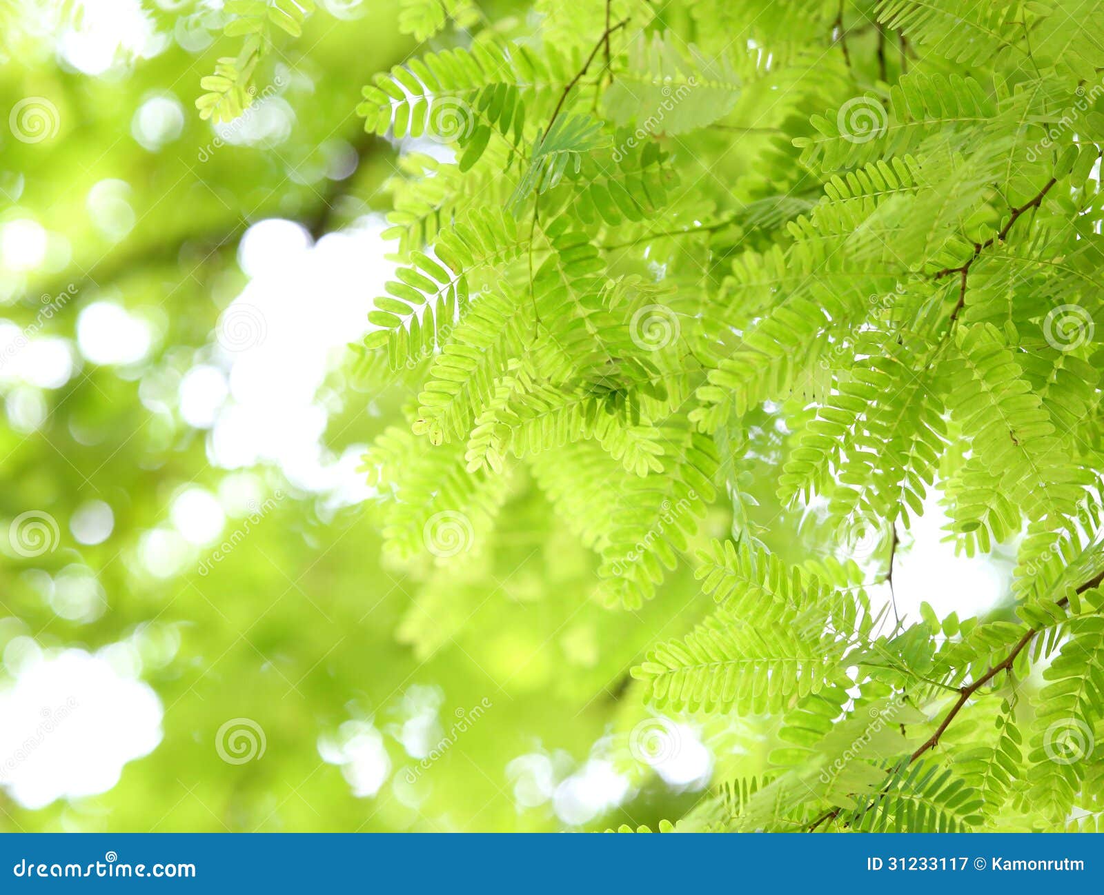 Tamarind leaves stock image. Image of leucaena, leguminasae - 31233117