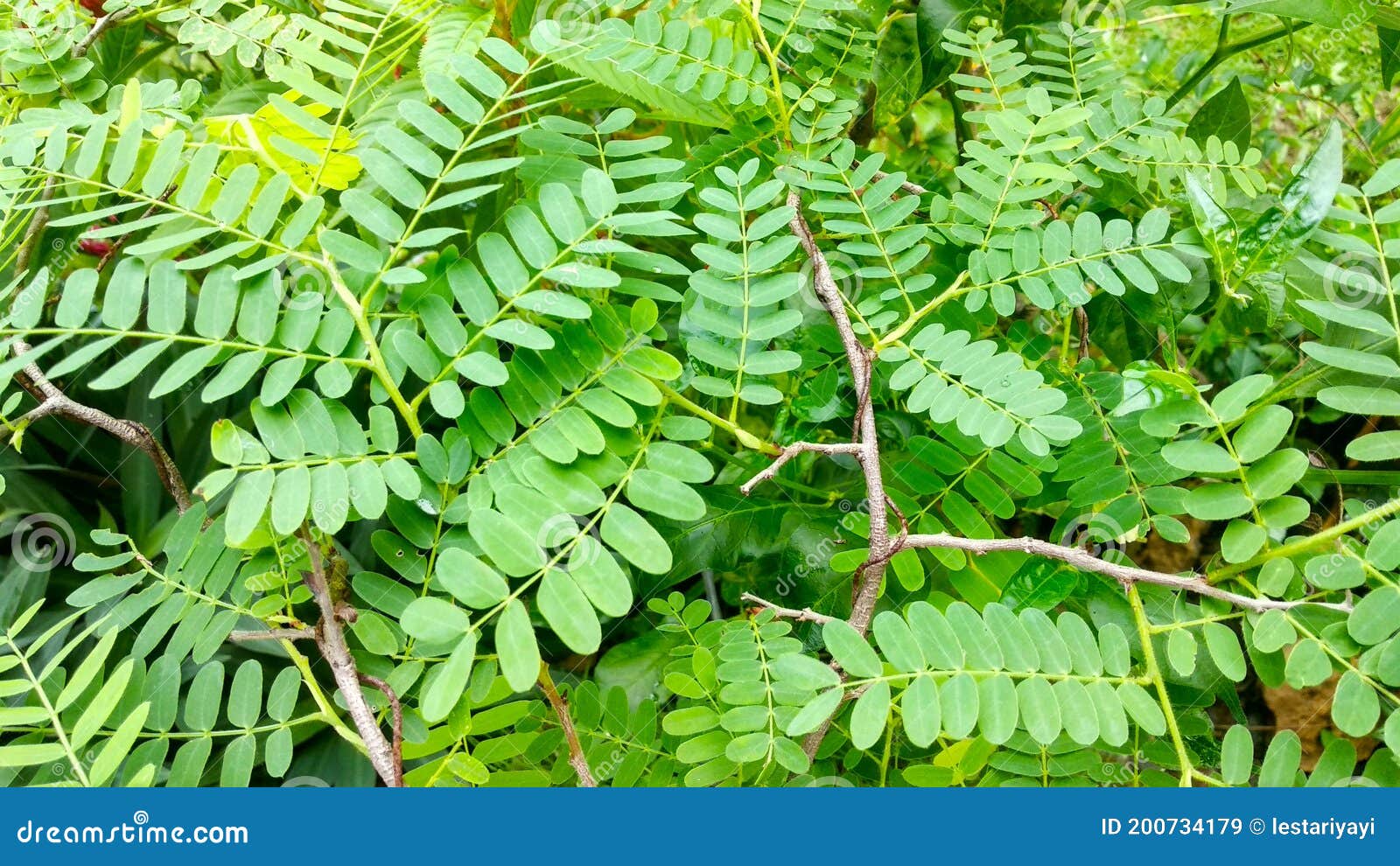 Tamarind Leaves Daun Asem Jawa Stock Image - Image of leaves, eaves ...