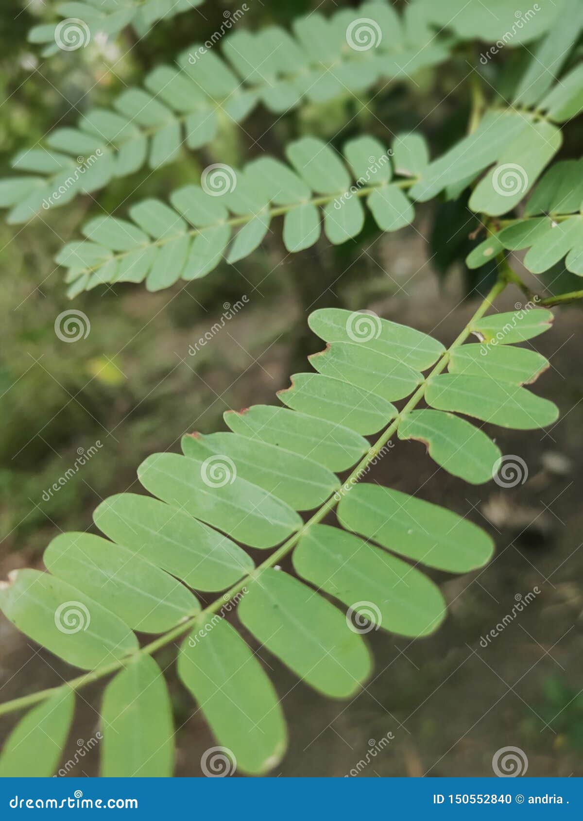 Tamarind leaves stock photo. Image of plant, nature - 150552840