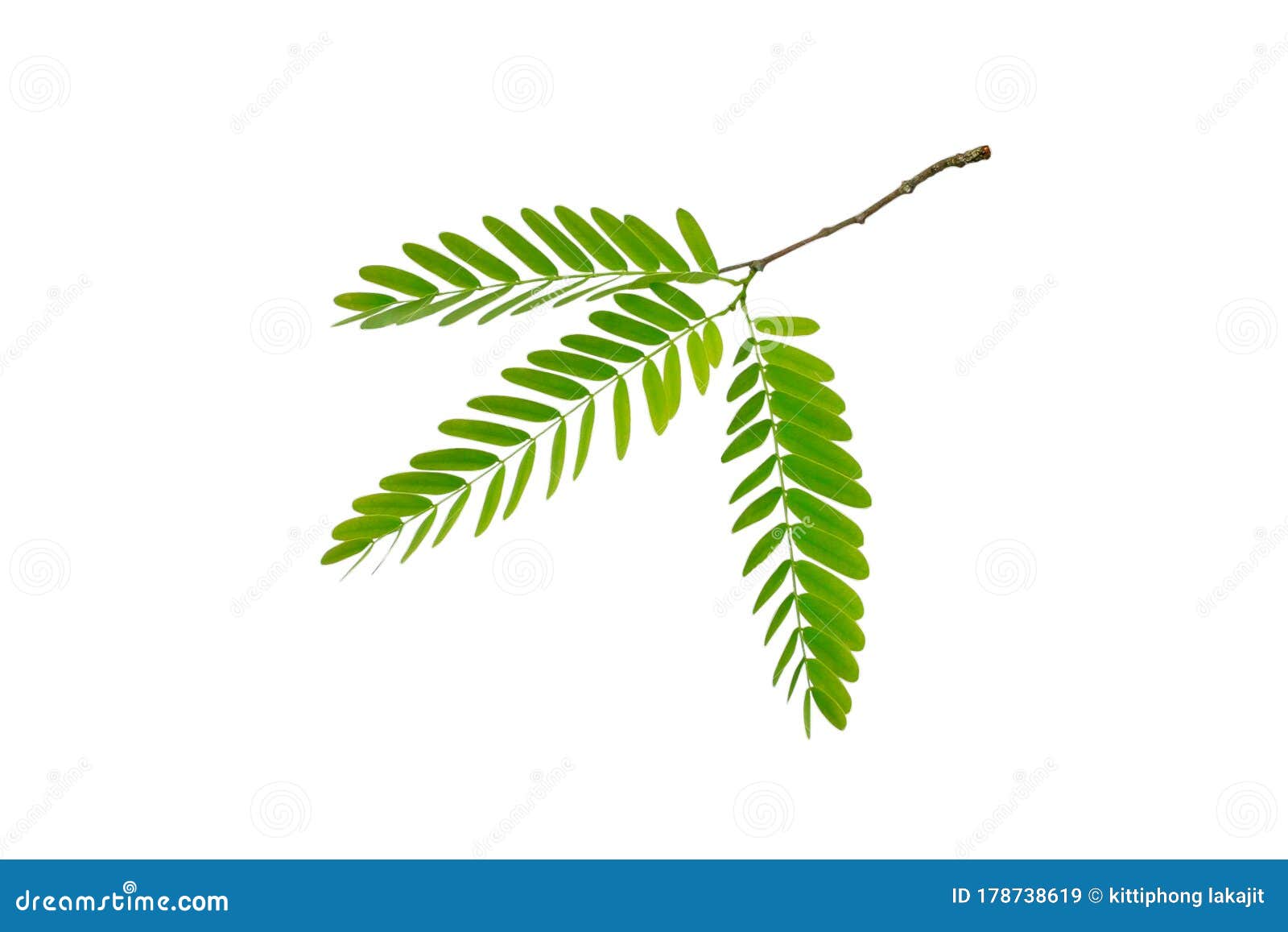 Tamarind Leaves Isolated On Color Pastel Background Royalty-Free Stock ...