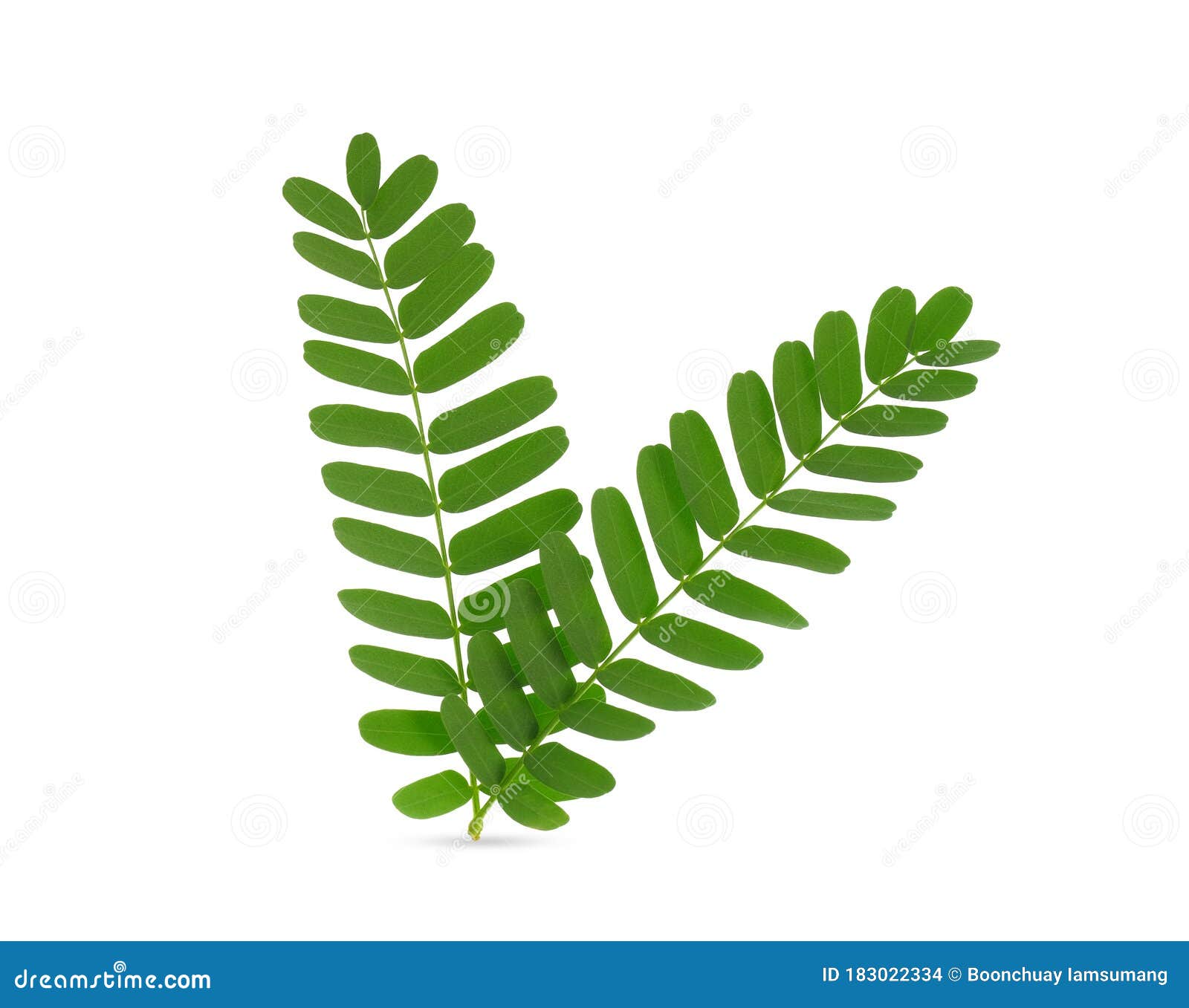 Tamarind Leaves