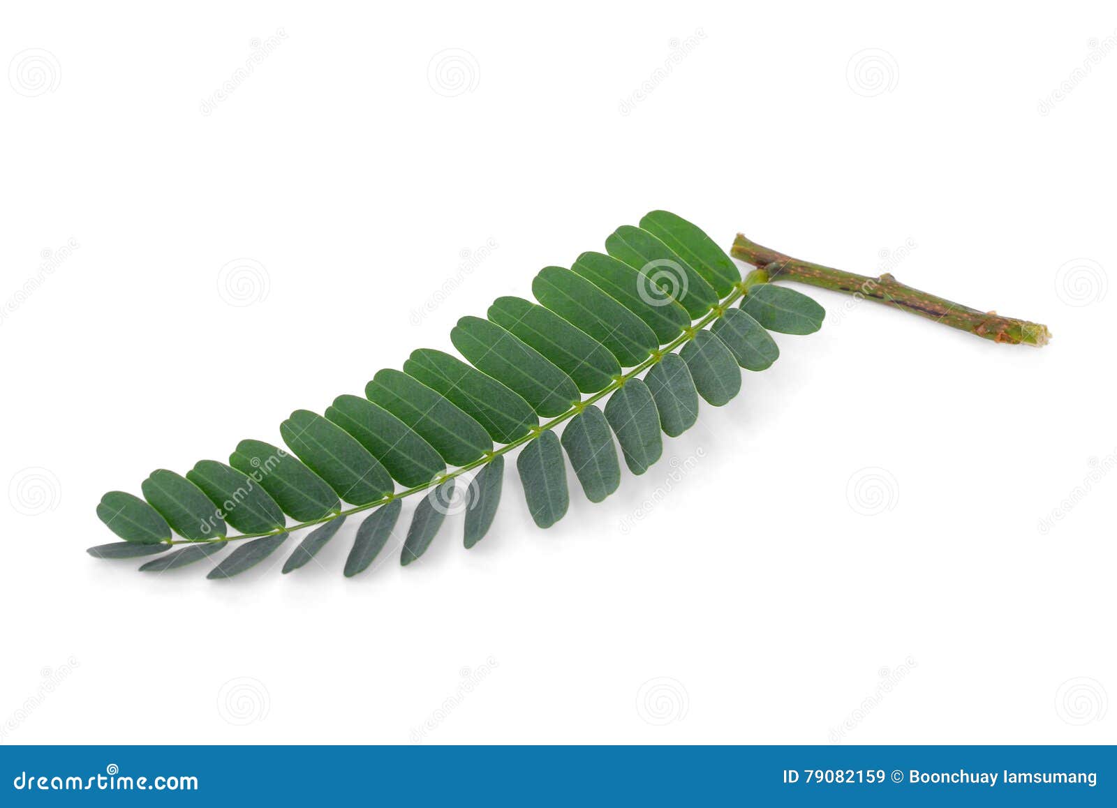 Tamarind Leaves Isolated on White Stock Image - Image of group, fresh ...