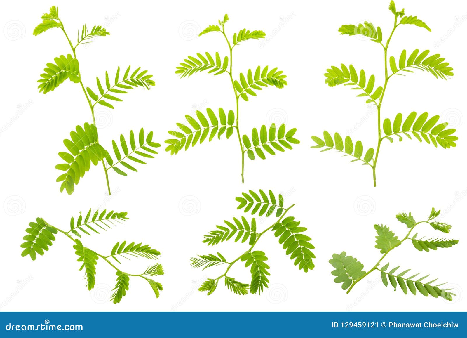 Tamarind Leaves Isolated on White Background with Clipping Path. Stock ...