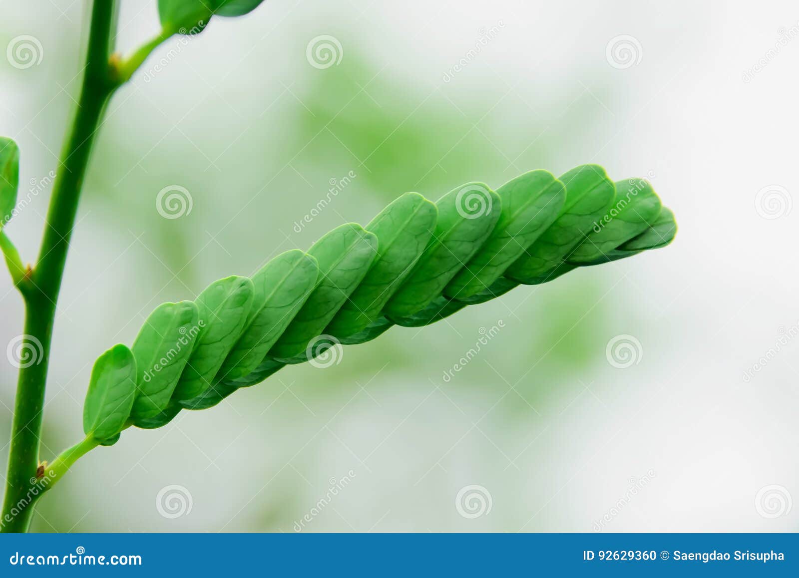 Tamarind leaves stock photo. Image of fruit, beauty, food - 92629360