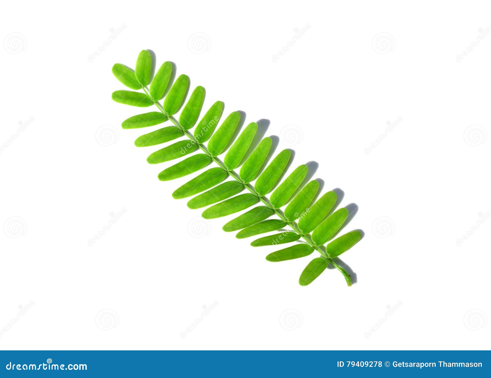 Tamarind Leaves on White Background Stock Photo - Image of juice, fresh ...