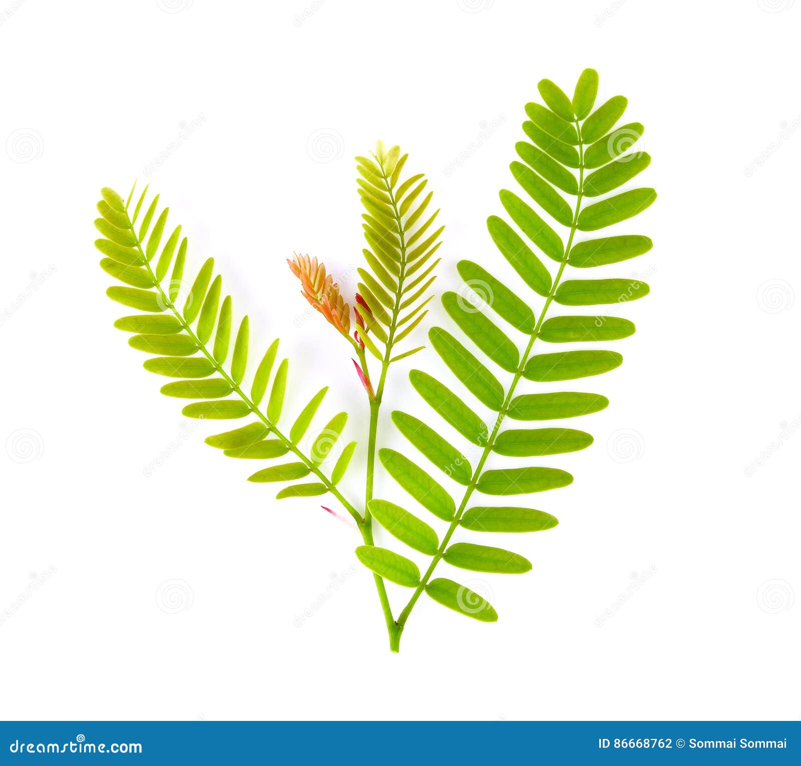Tamarind leaves stock photo. Image of leaves, fresh, group - 86668762