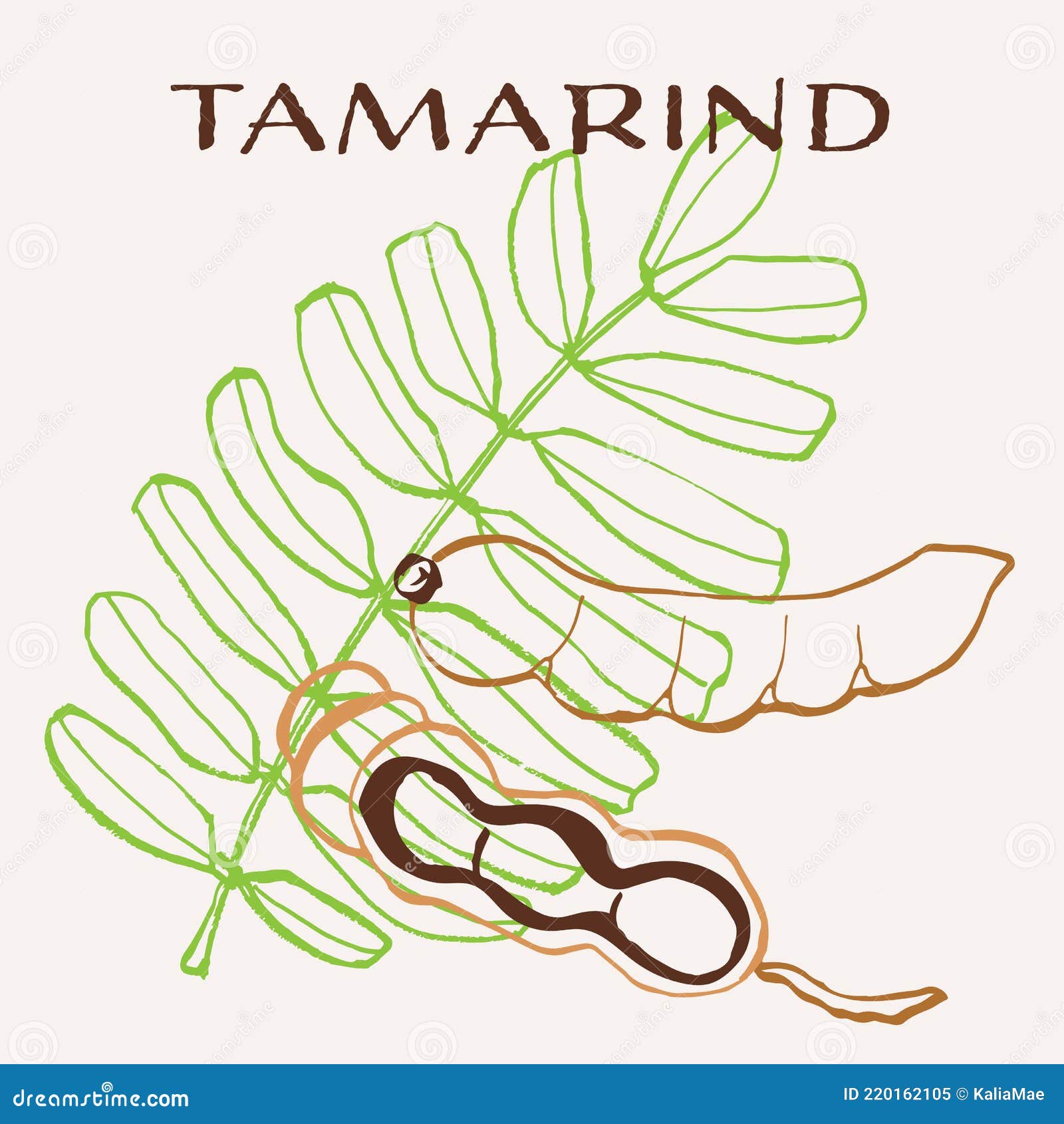 Tamarind Line Drawing