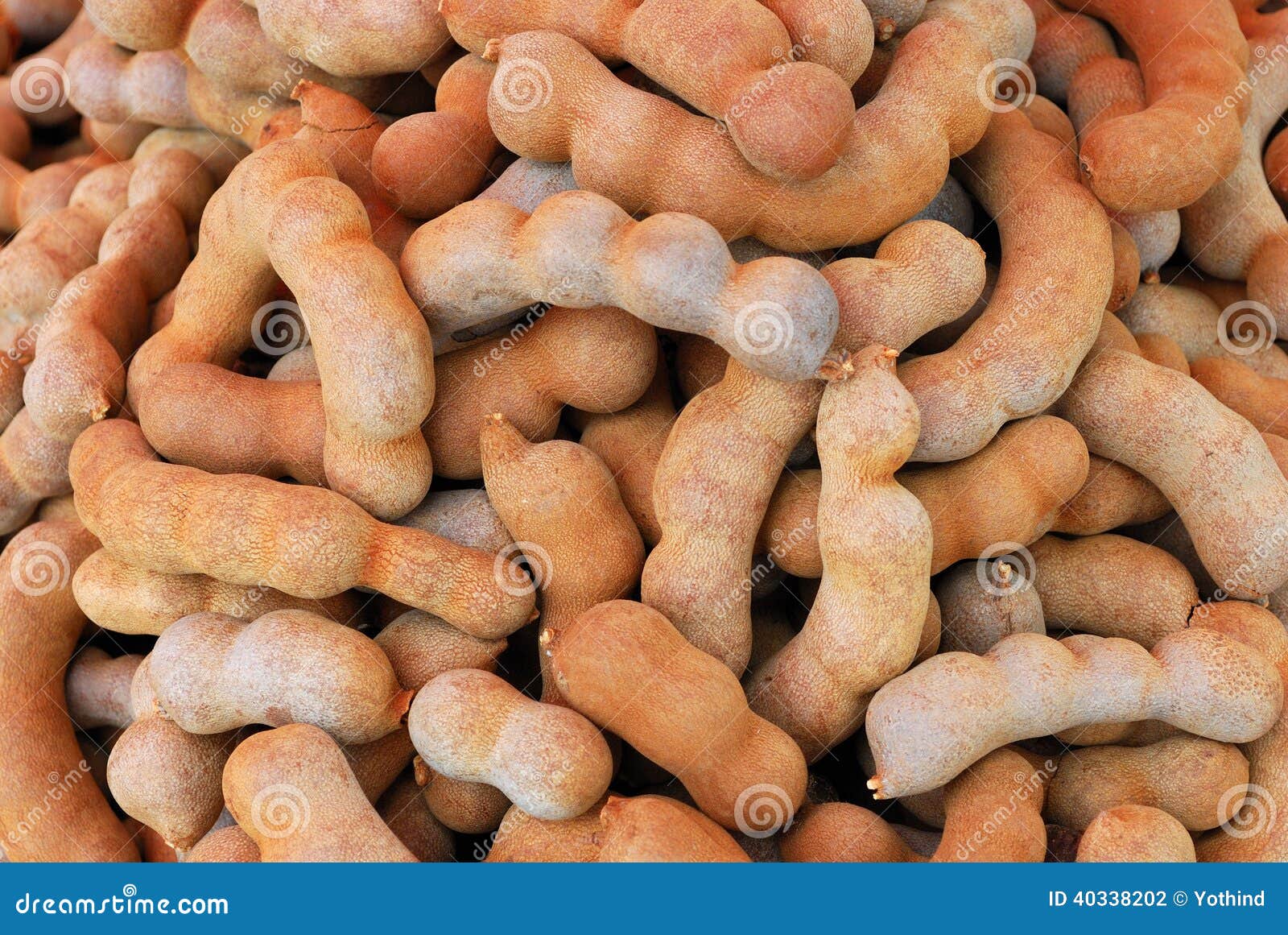 Tamarind stock photo. Image of food, sweet, ripe, tropical - 40338202