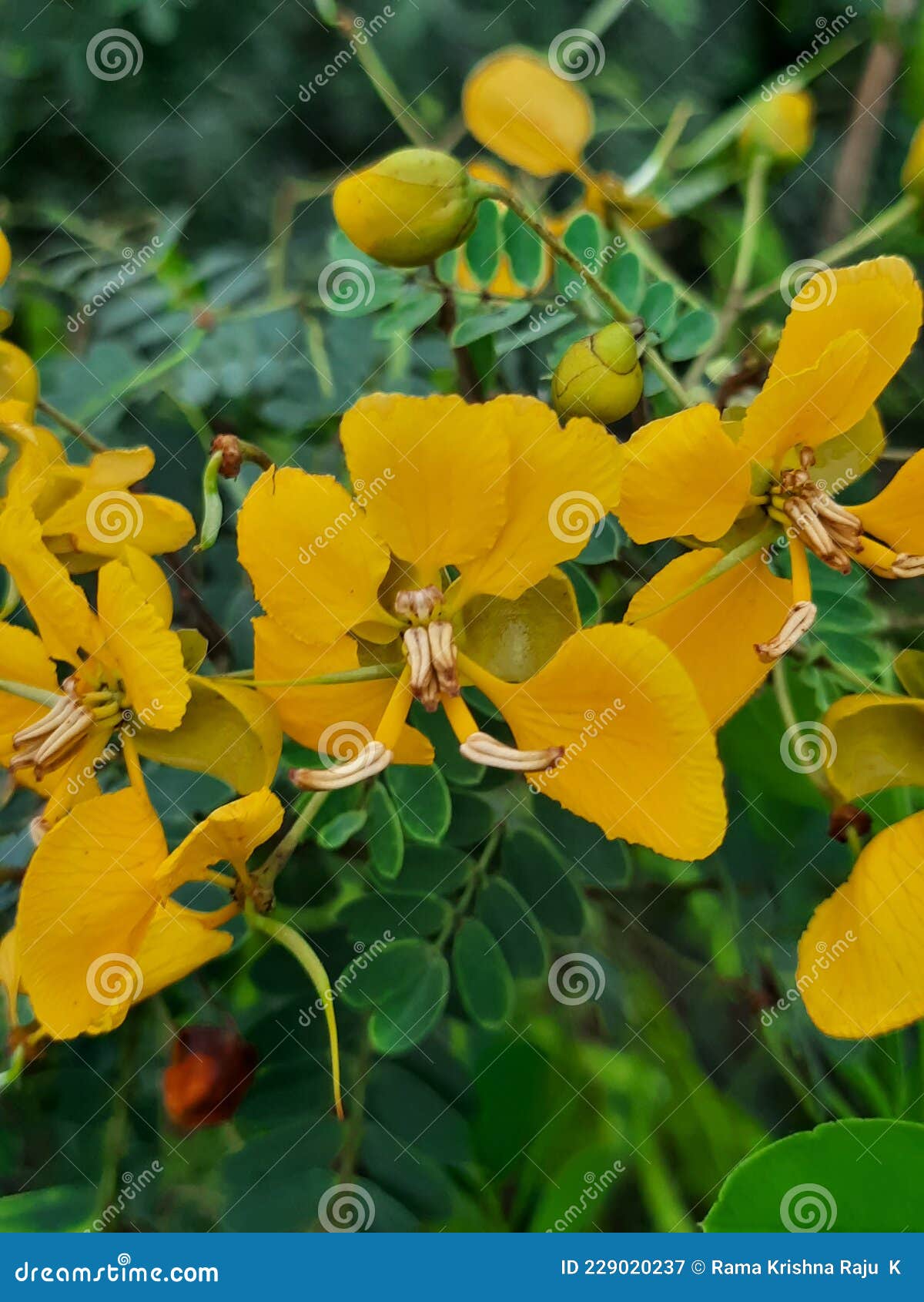 Tamarind plant flowers stock image. Image of tree, wildflower - 229020237