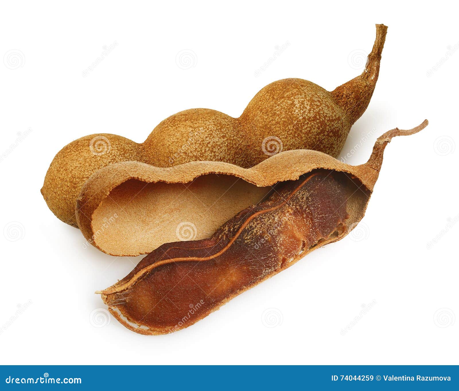 Tamarind pod isolated stock image. Image of fresh, sour - 74044259