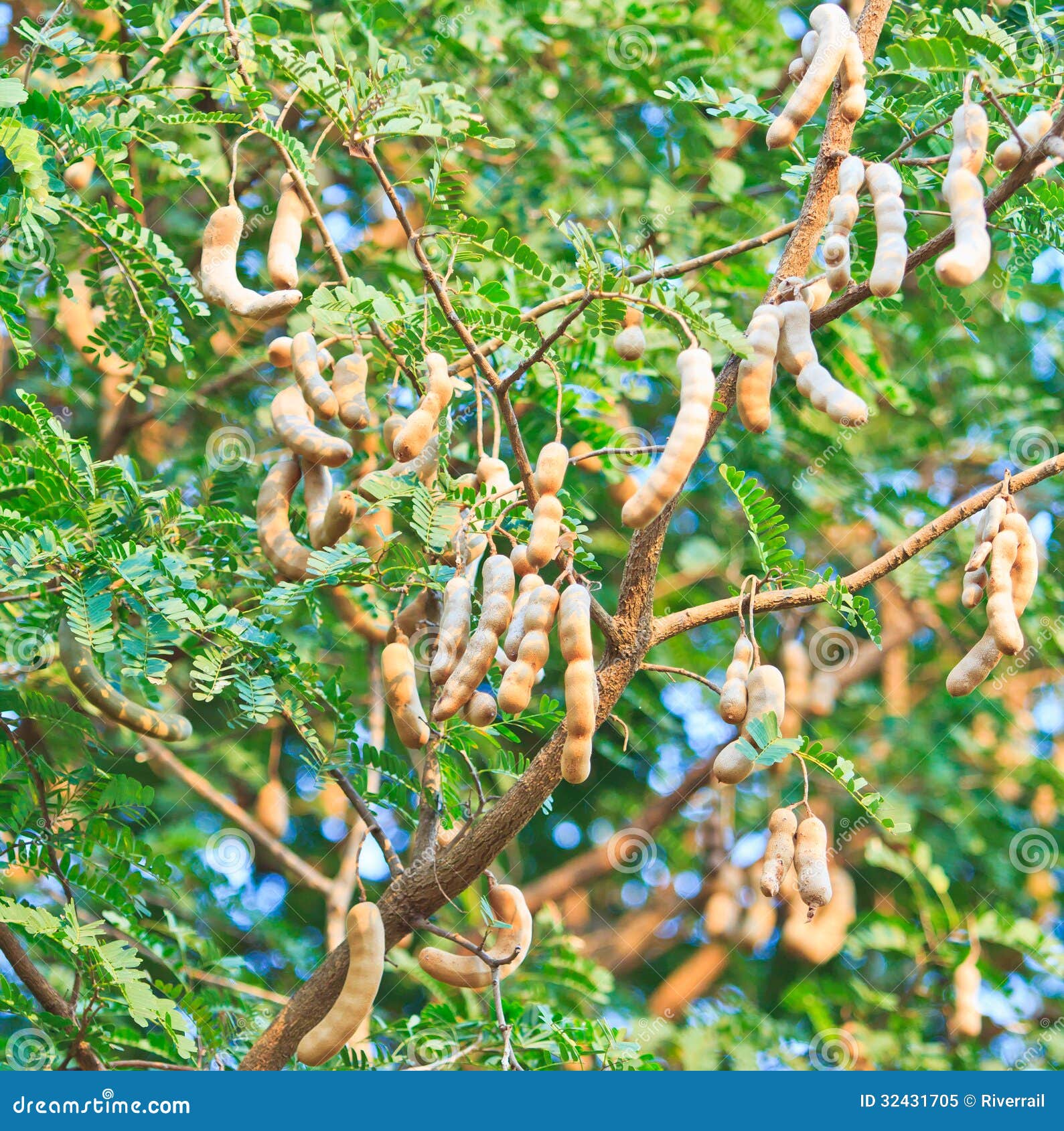 Tamarind pod stock image. Image of fresh, cooking, organic - 32431705
