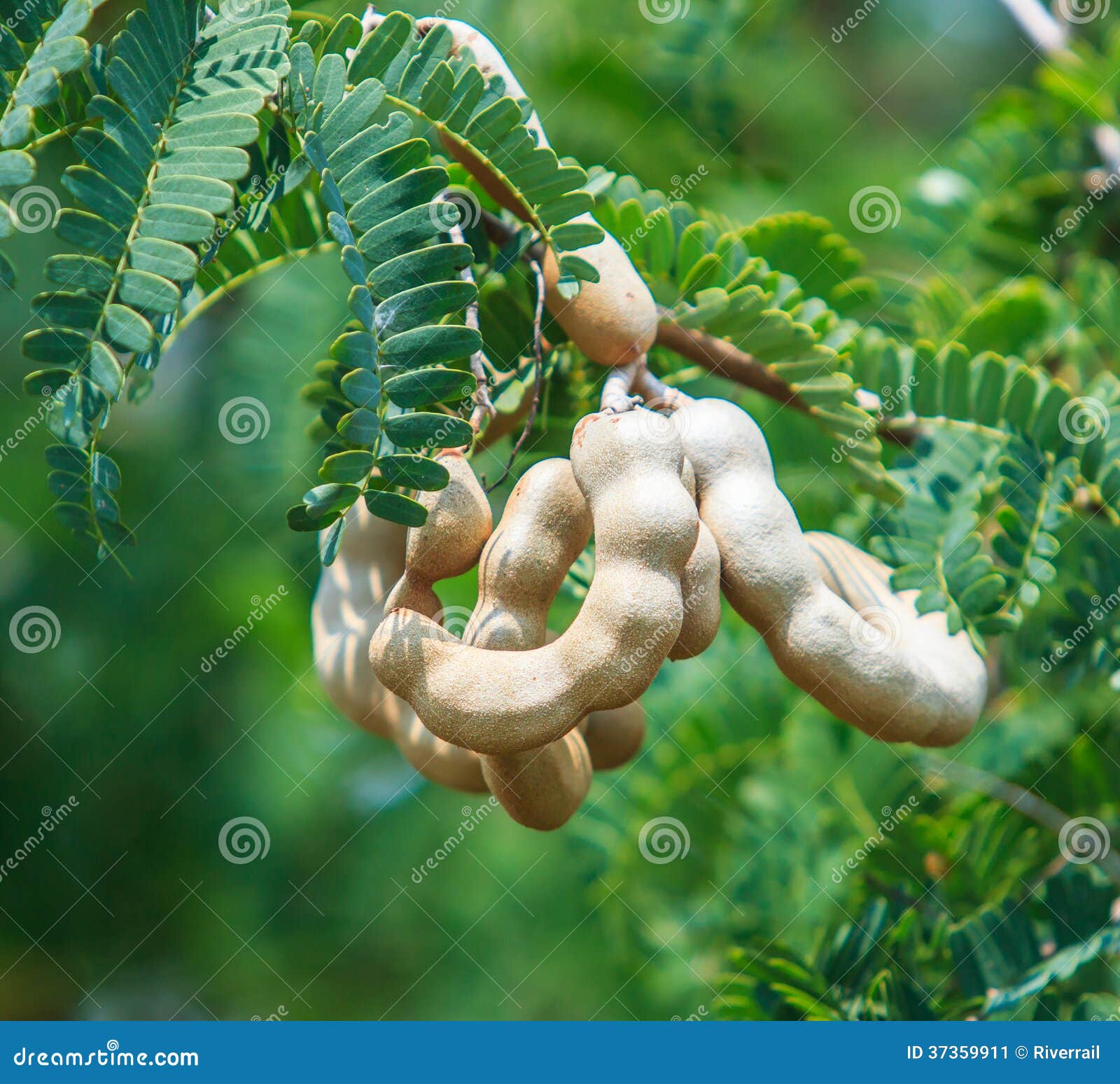 Tamarind pod stock image. Image of brown, group, sharing - 37359911