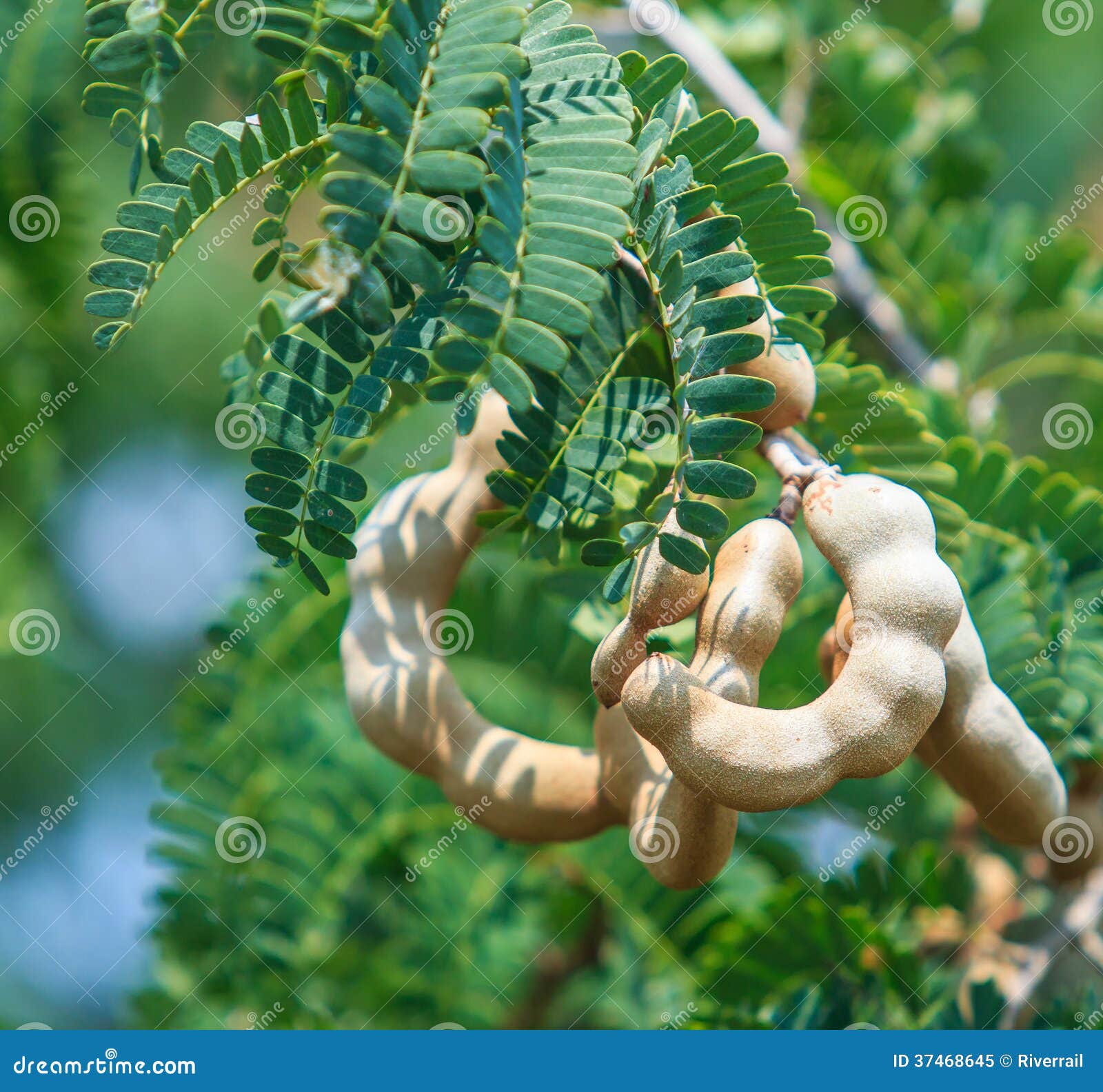Tamarind pod stock image. Image of dessert, crop, leaf - 37468645