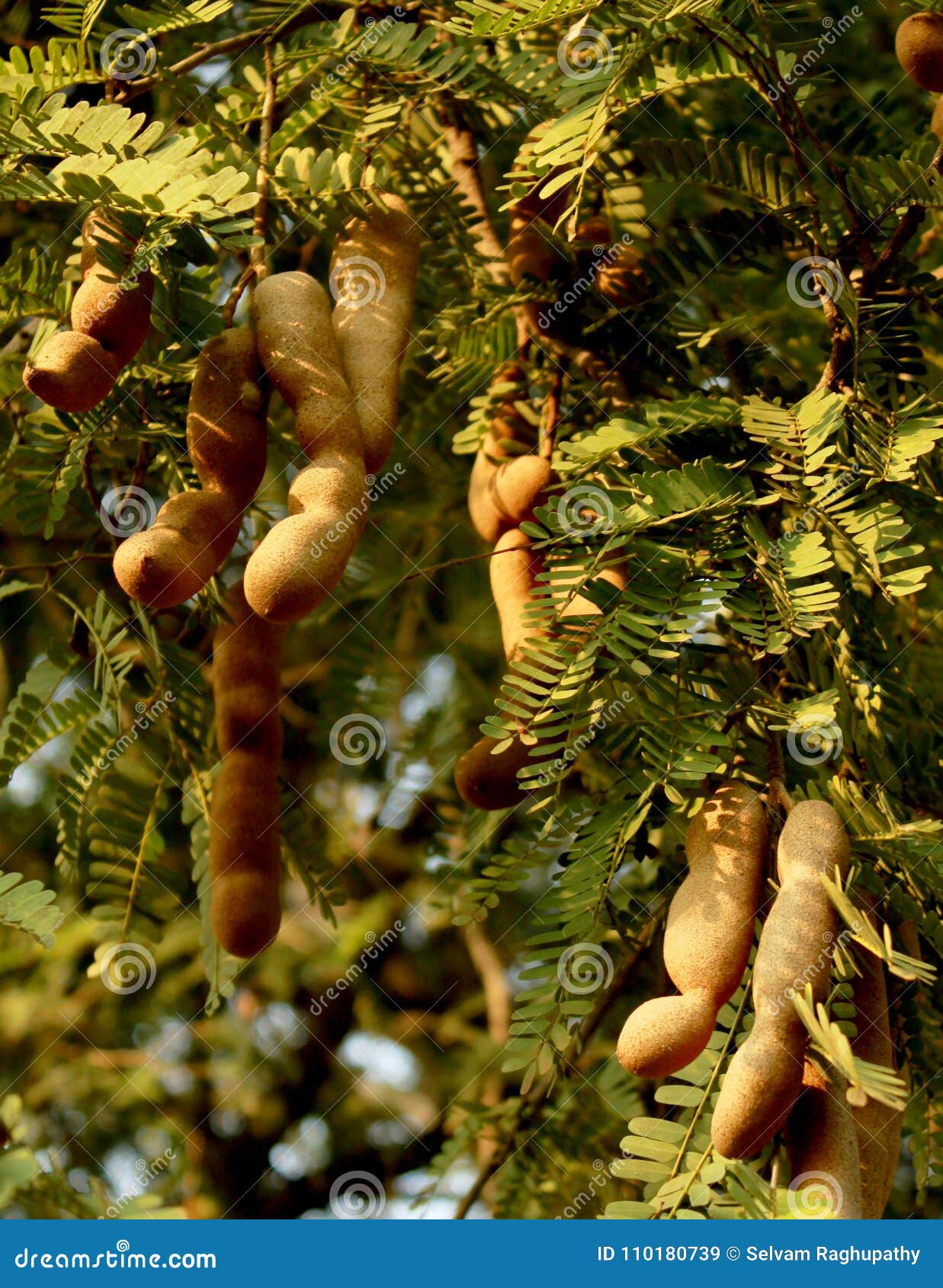 Tamarind Hanging On Tree In The Garden On Blur Nature Background ...