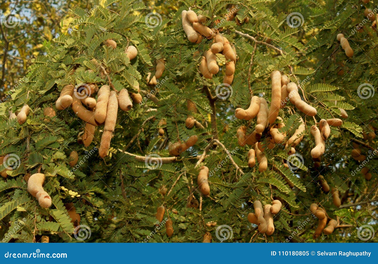 Tamarind Pods Hanging in the Tree. Stock Image - Image of agriculture ...
