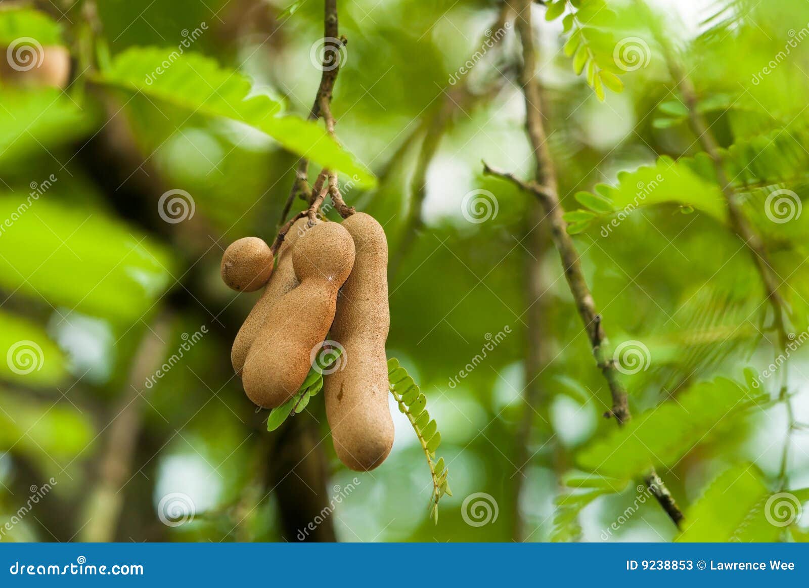 Tamarind Pods in its Tree stock image. Image of elongated - 9238853