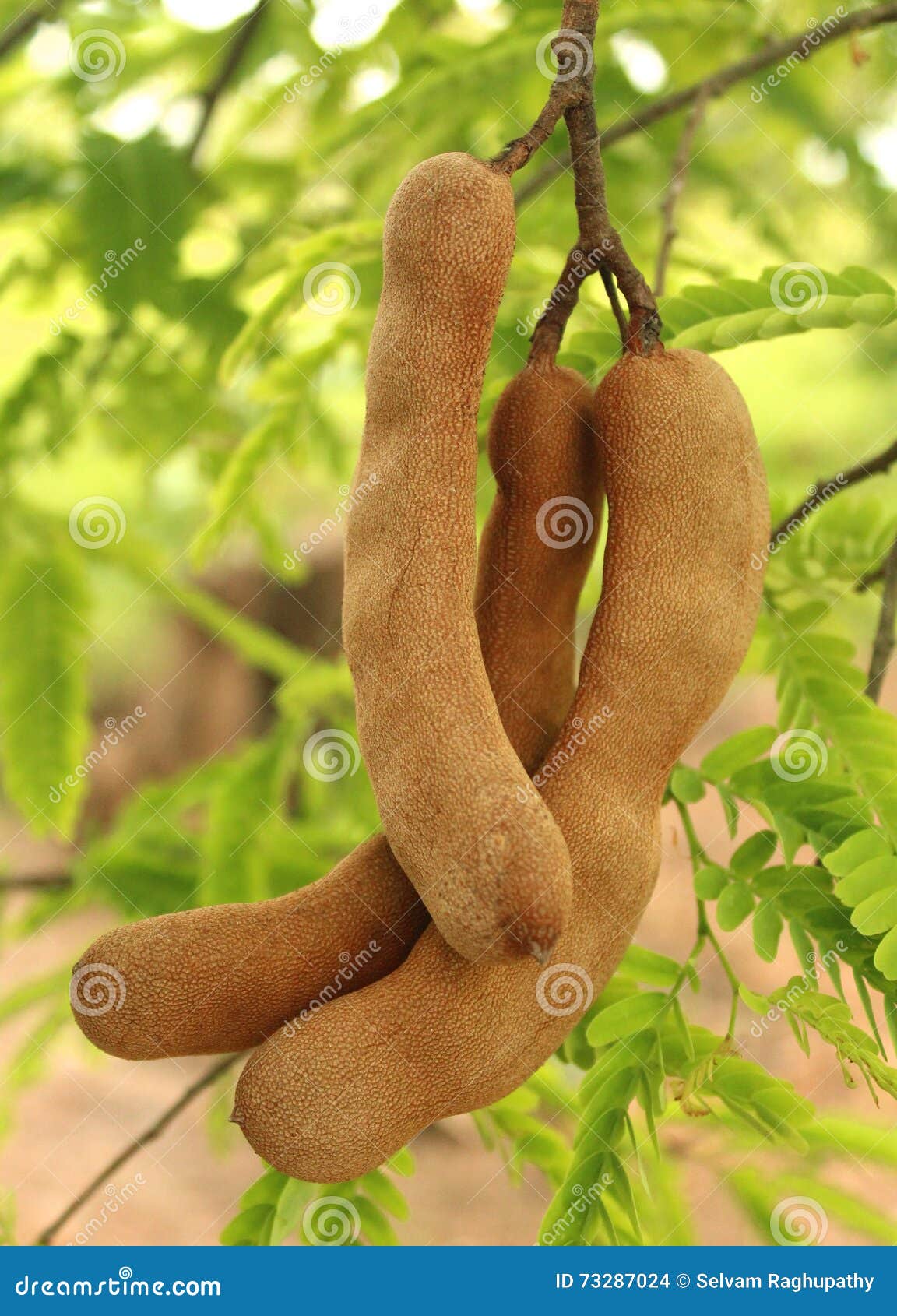 Tamarind Pods in tree stock photo. Image of medical, agriculture - 73287024