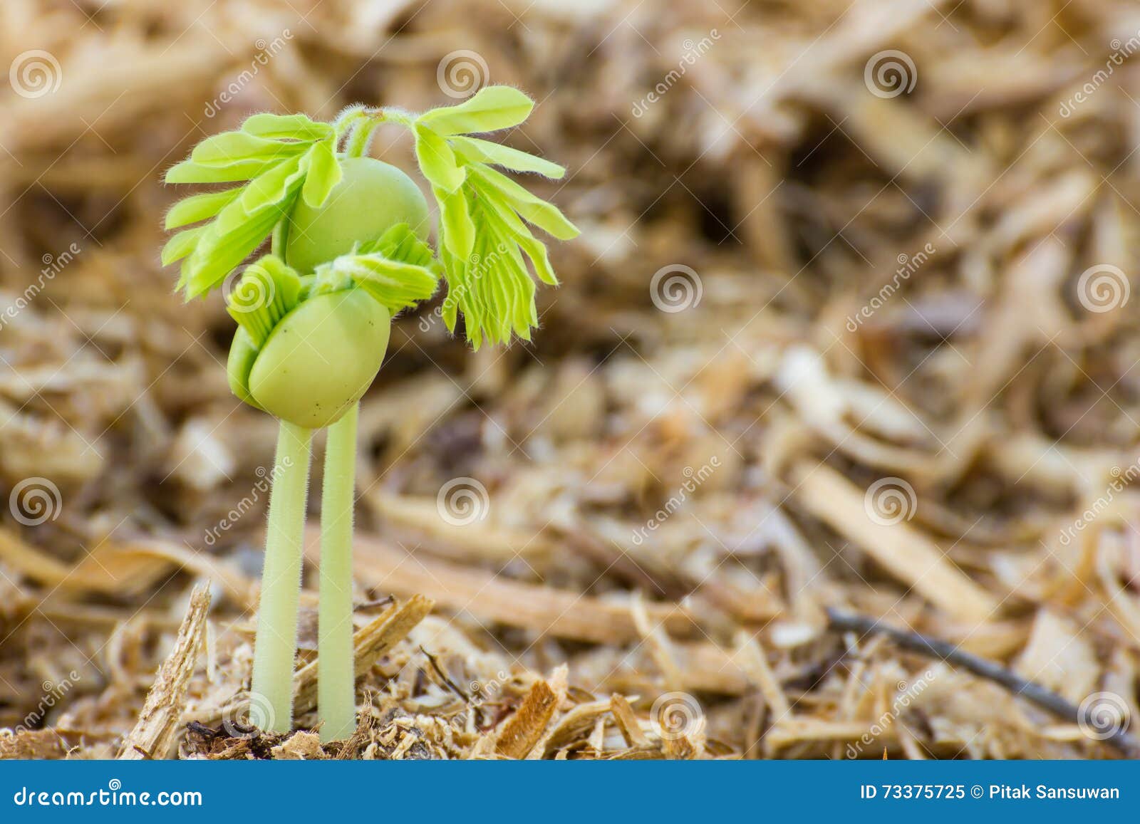 Tamarind seed germination stock image. Image of health - 73375725