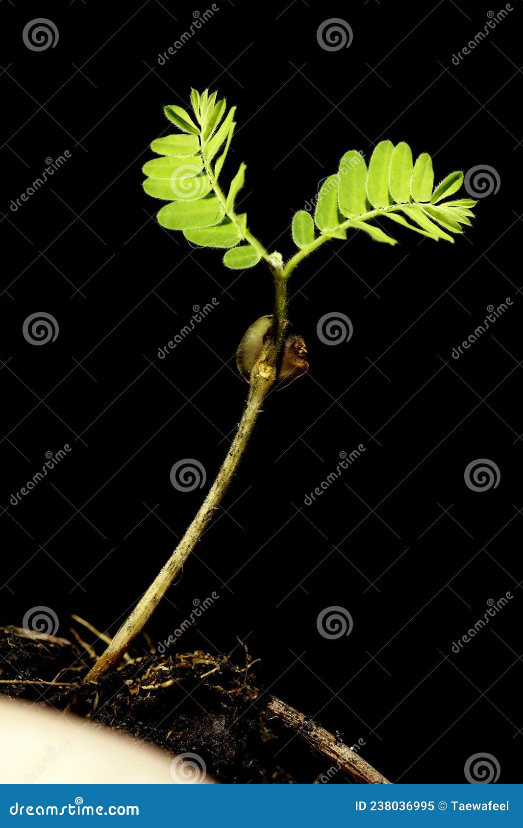 Tamarind Seedlings in Farmer Hands, Black Background Stock Image ...