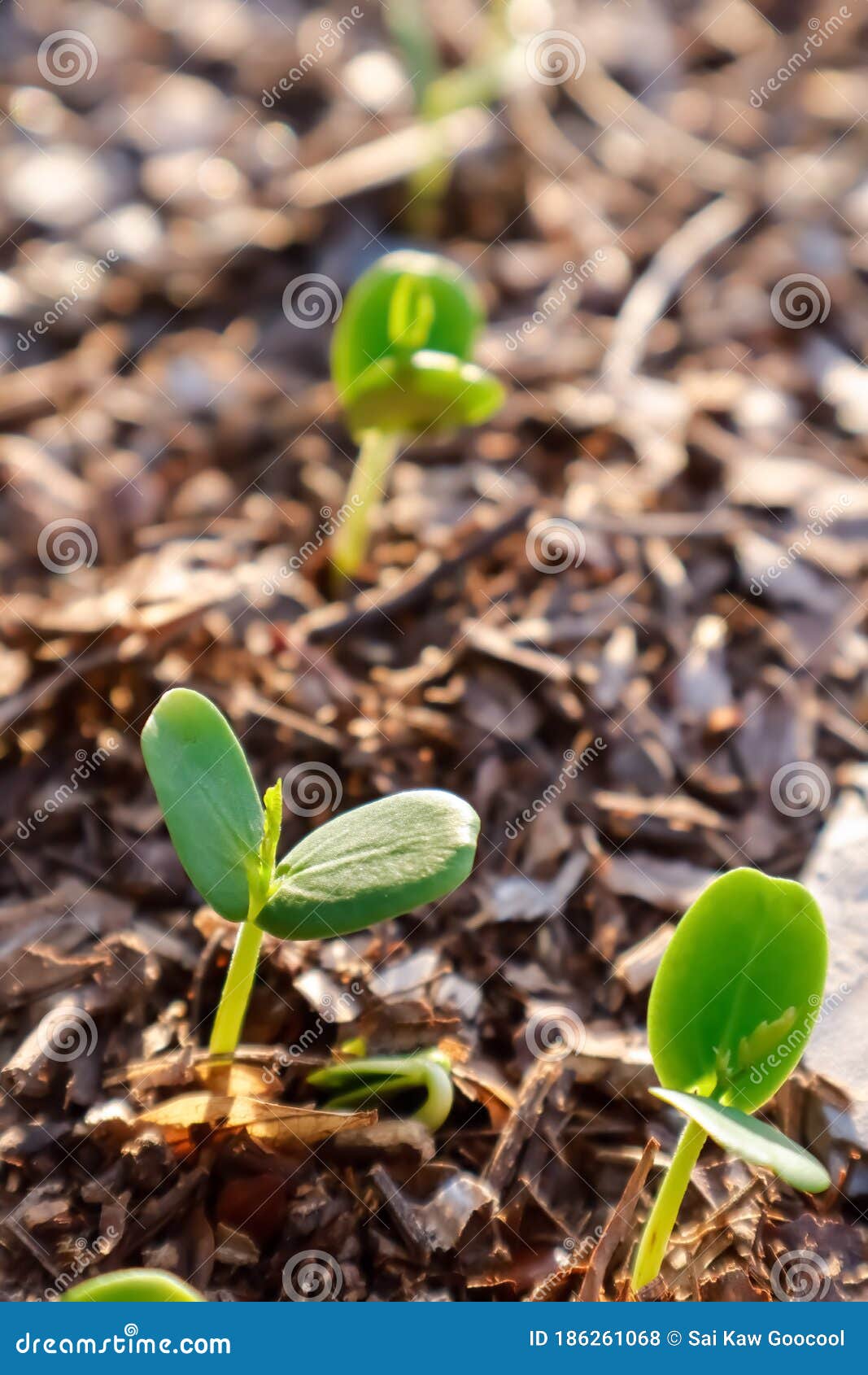 Tamarind Seedlings are Germinating and Growing Stock Photo - Image of ...