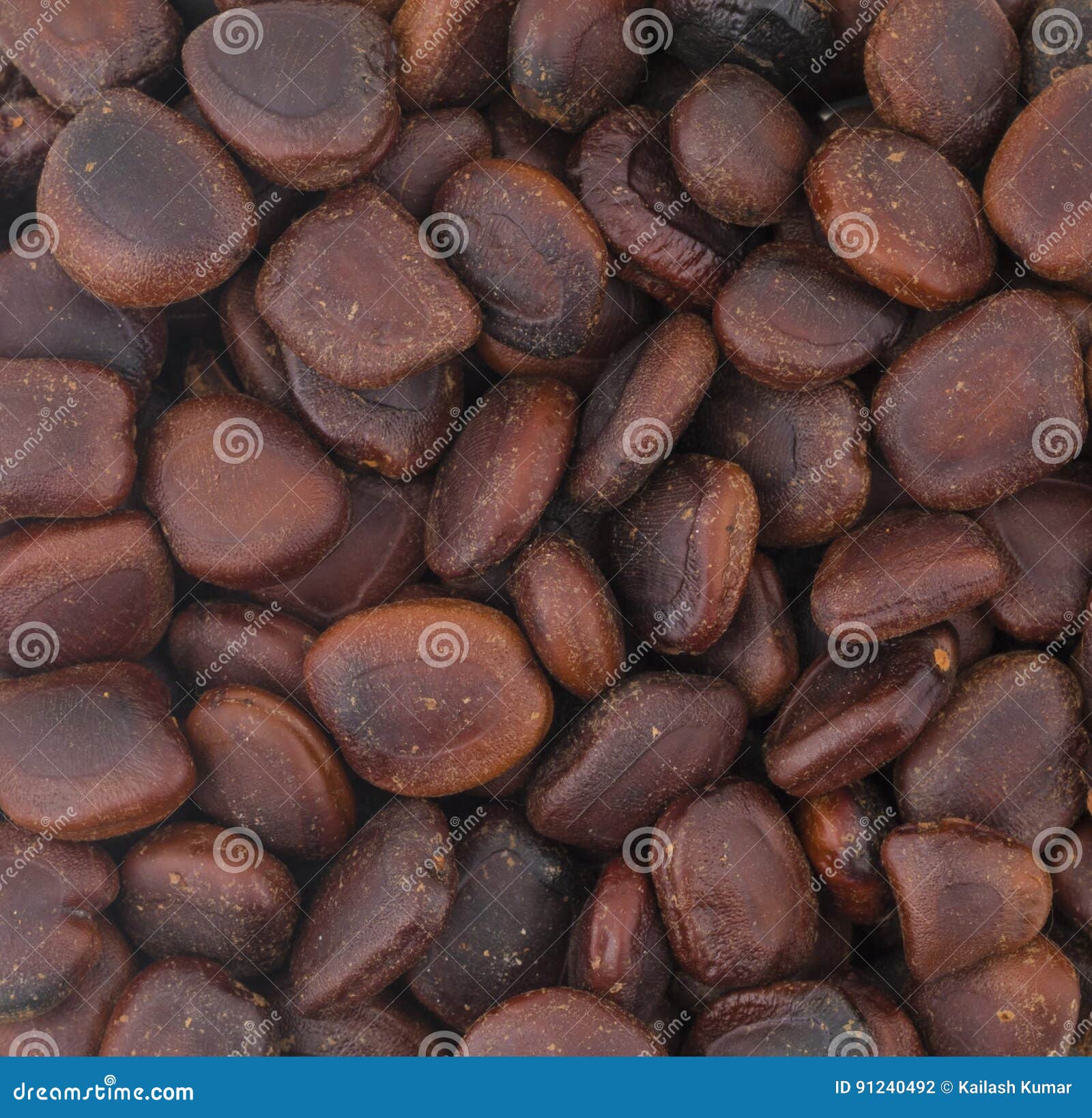 Tamarind Seeds Stock Photography | CartoonDealer.com #91239182