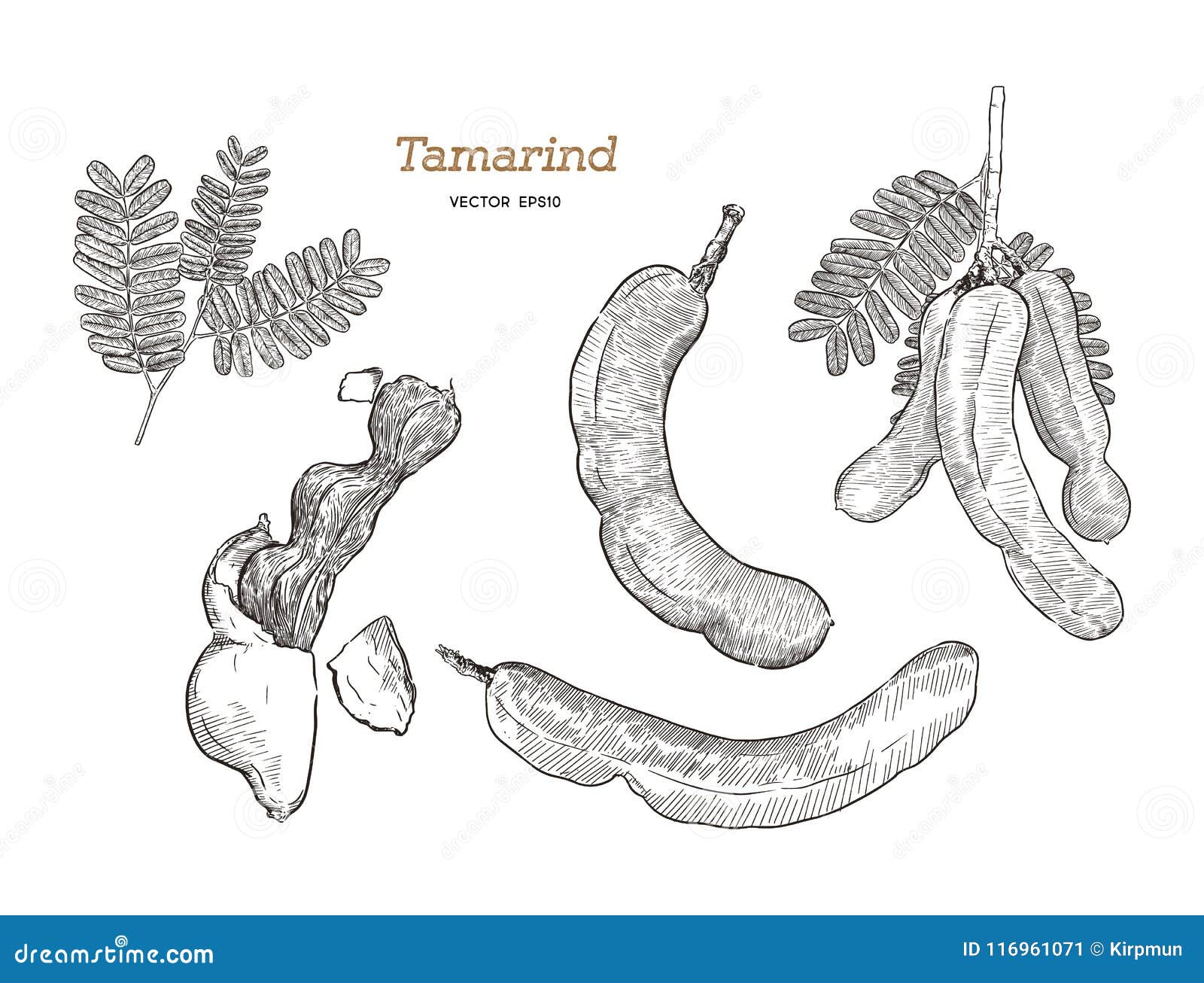 Tamarind Hand Draw Sketch Vector. Stock Vector - Illustration of fresh ...