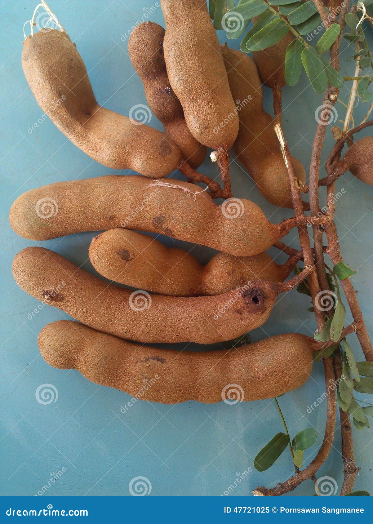Tamarind stock image. Image of acidic, thailand, sour - 47721025