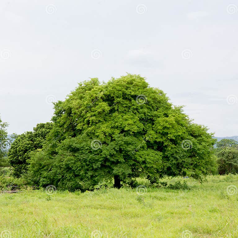 Tamarind tree stock photo. Image of canopy, growth, forest - 33403366