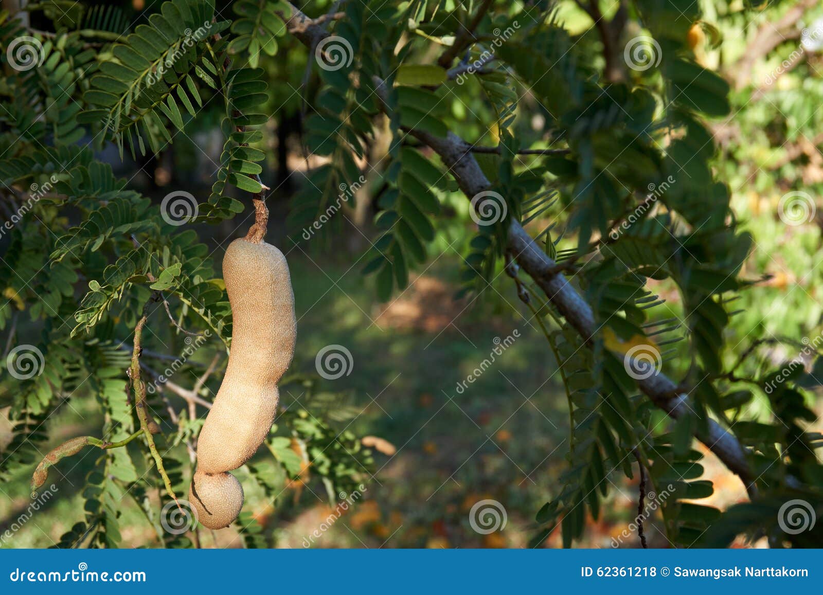 Tamarind on tree branch stock photo. Image of tamarindus - 62361218